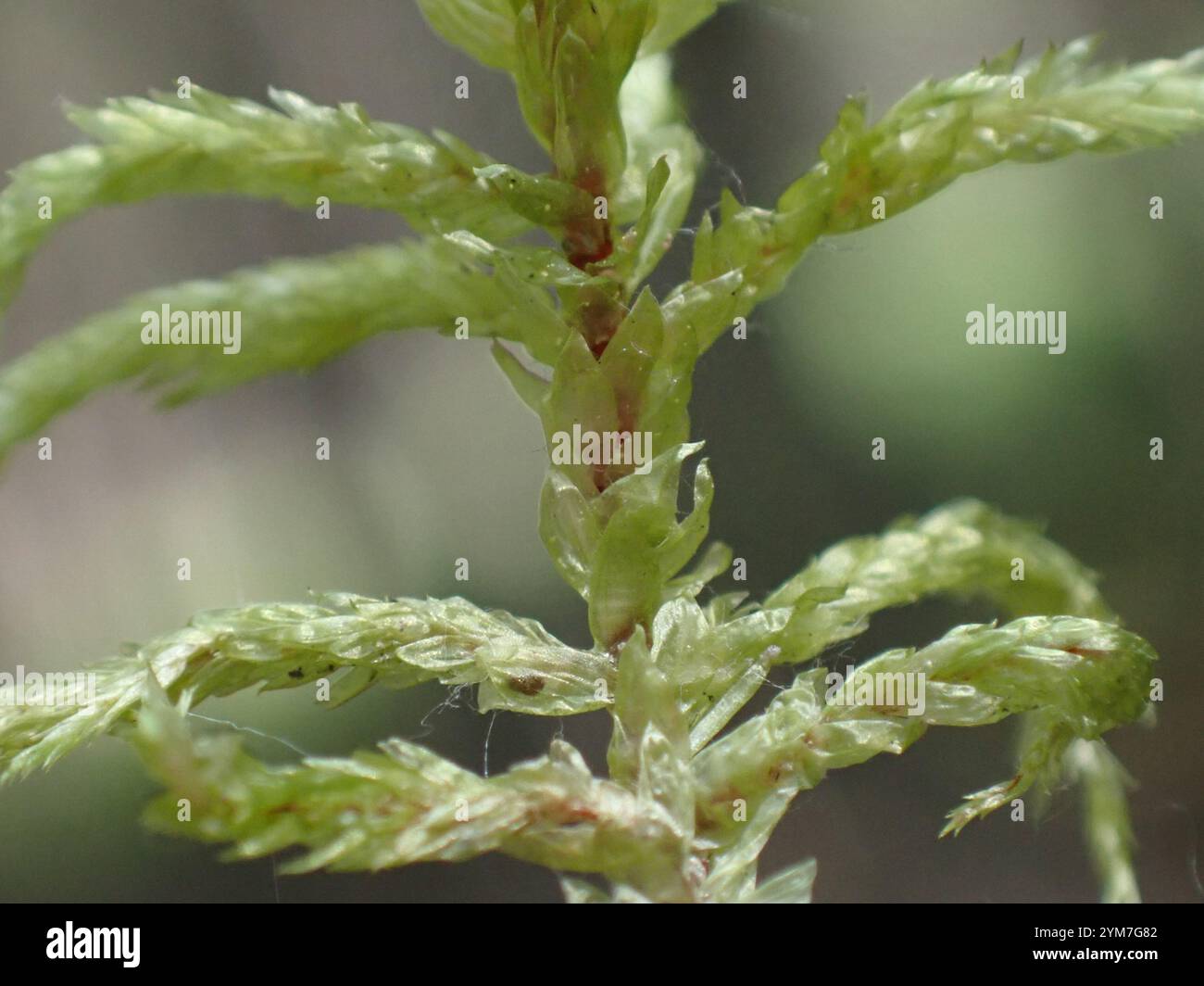 Pleurozium pleurozium schreberi hi-res stock photography and images - Alamy