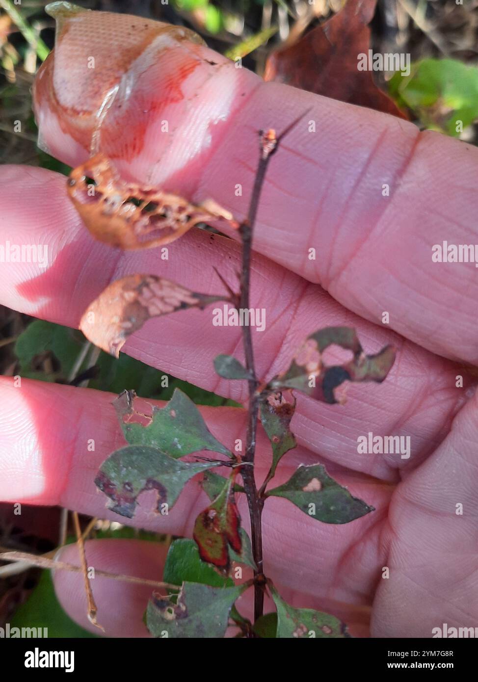 Japanese barberry (Berberis thunbergii Stock Photo - Alamy