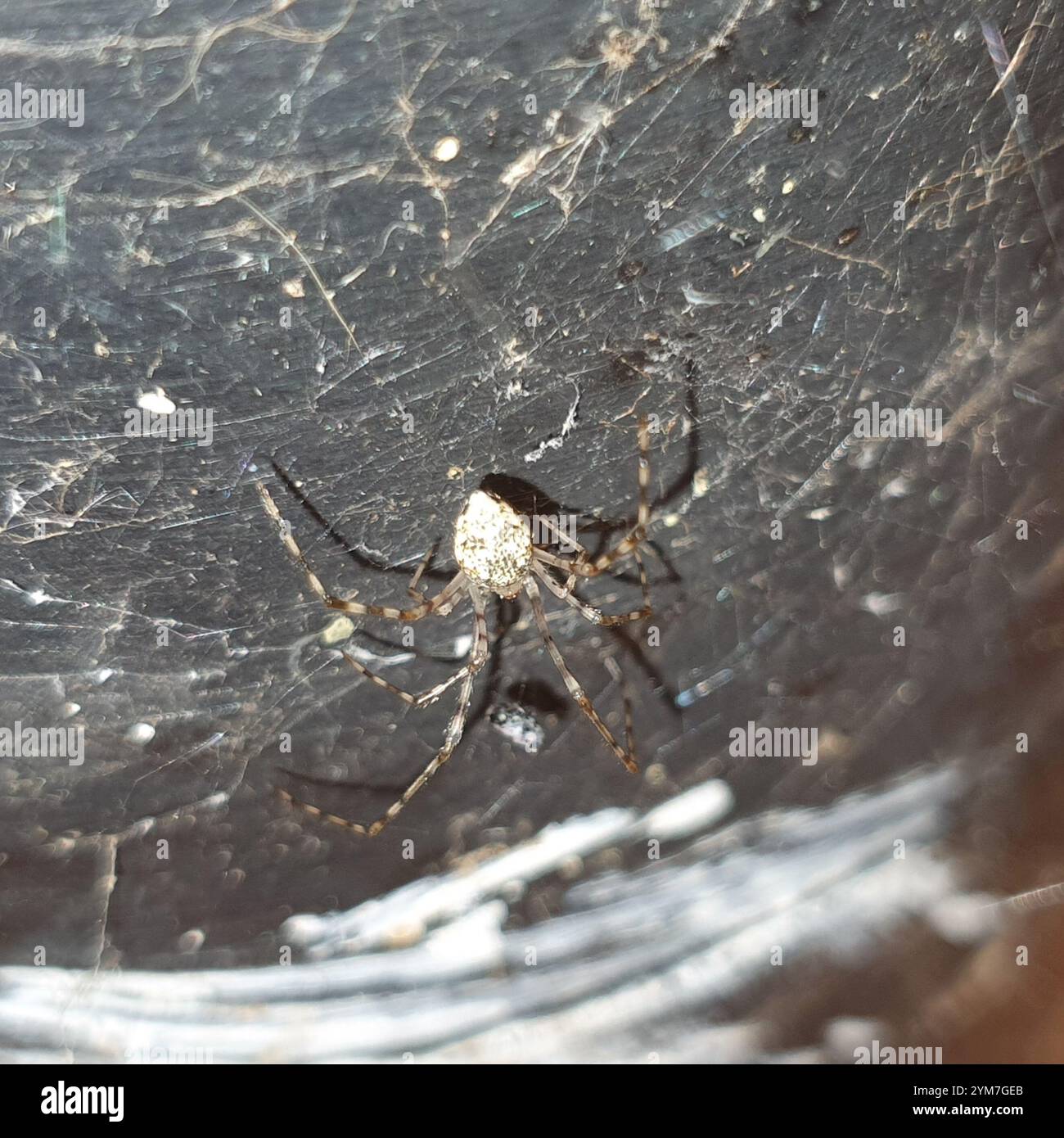 White porch spider (Cryptachaea gigantipes Stock Photo - Alamy