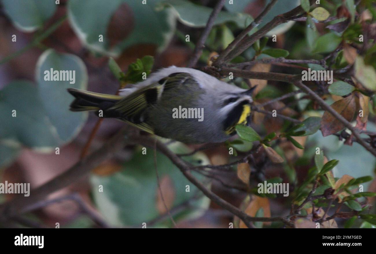 Golden-crowned Kinglet (Regulus satrapa Stock Photo - Alamy