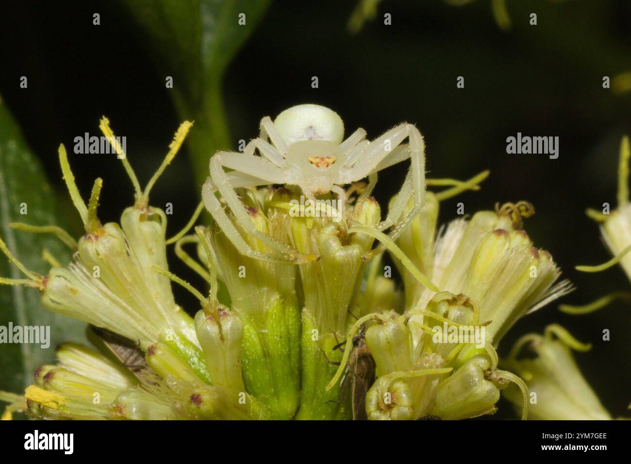 Crab Spiders (Thomisidae Stock Photo - Alamy