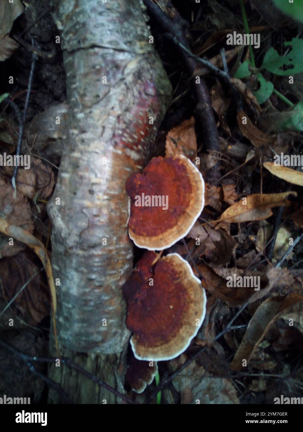 Red-banded Polypore (Fomitopsis pinicola Stock Photo - Alamy
