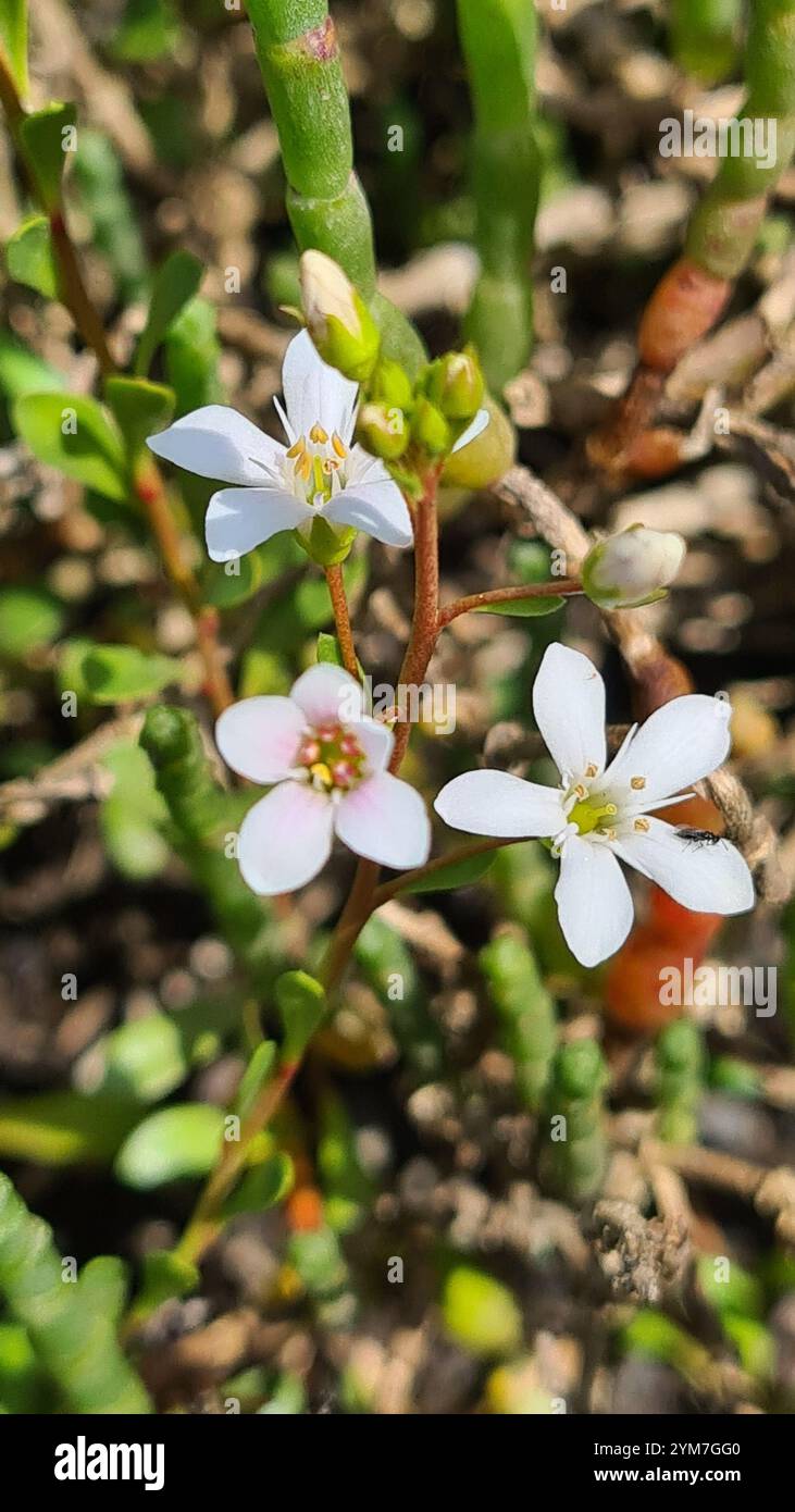 Sea Primrose (Samolus repens Stock Photo - Alamy
