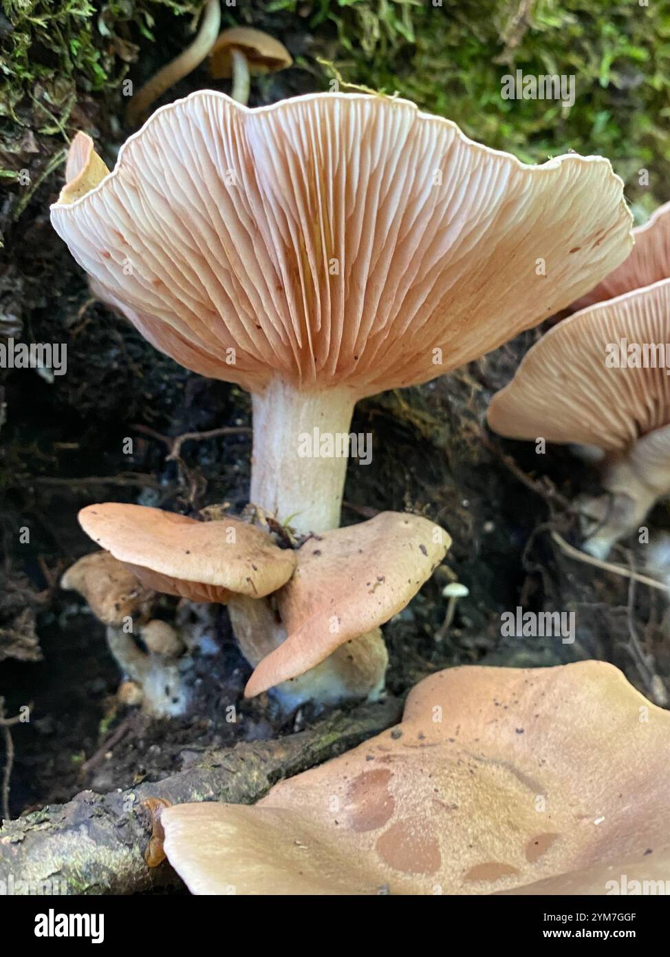 honey mushrooms (Armillaria Stock Photo - Alamy