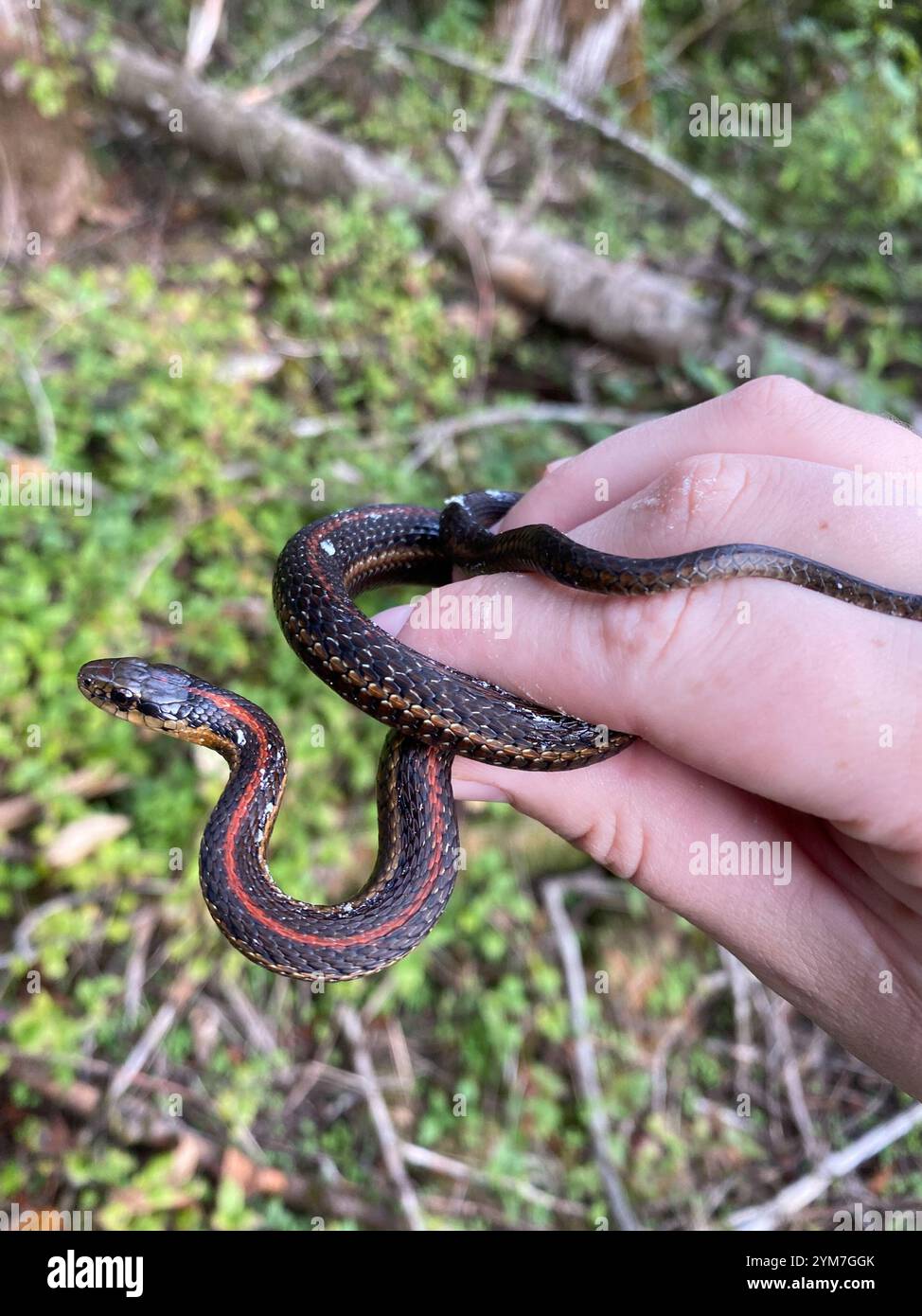 Northwestern Garter Snake (Thamnophis ordinoides Stock Photo - Alamy