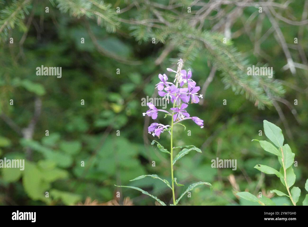 fireweed (Chamaenerion angustifolium Stock Photo - Alamy