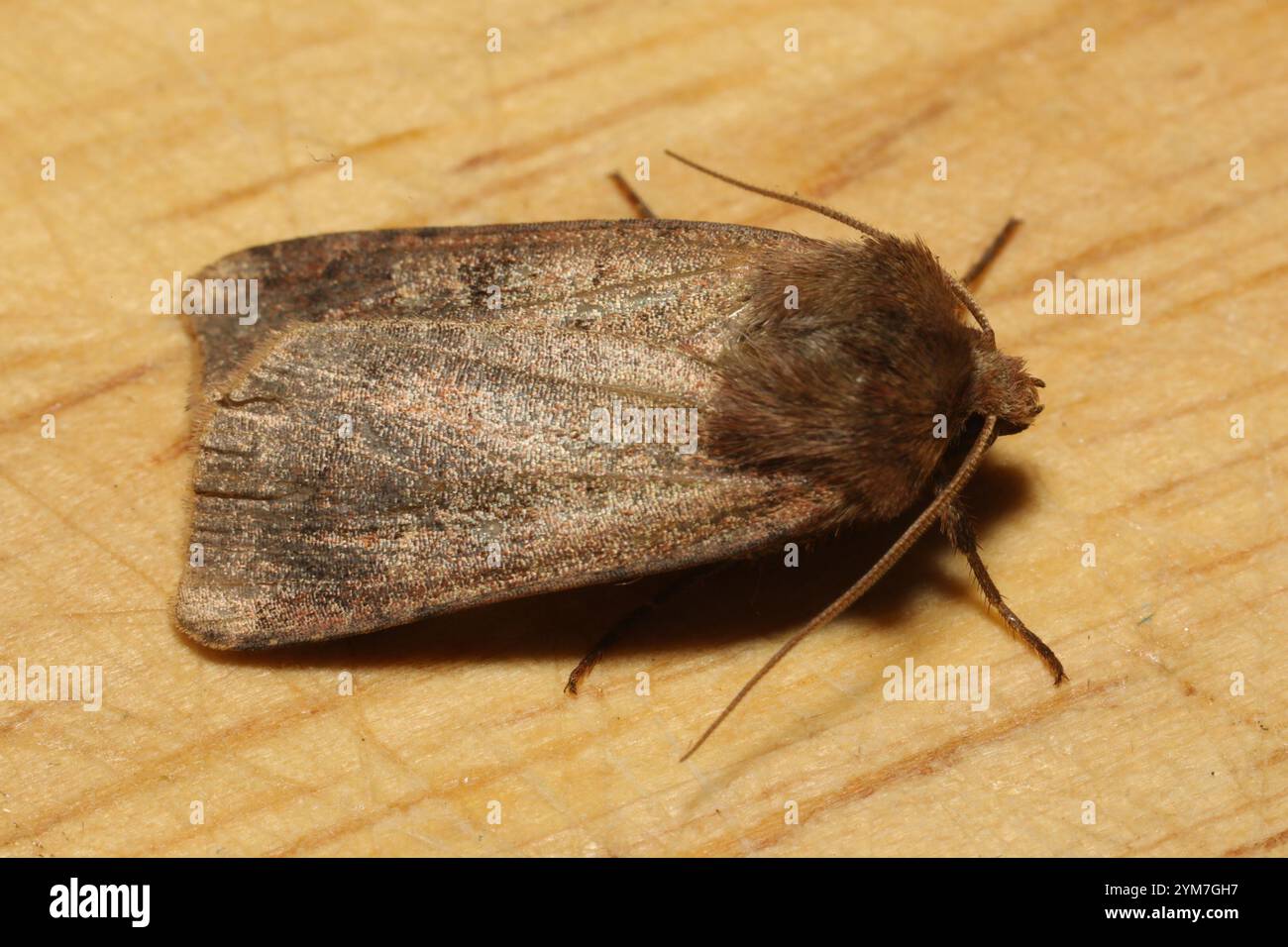 Small Square-spot (Diarsia rubi Stock Photo - Alamy