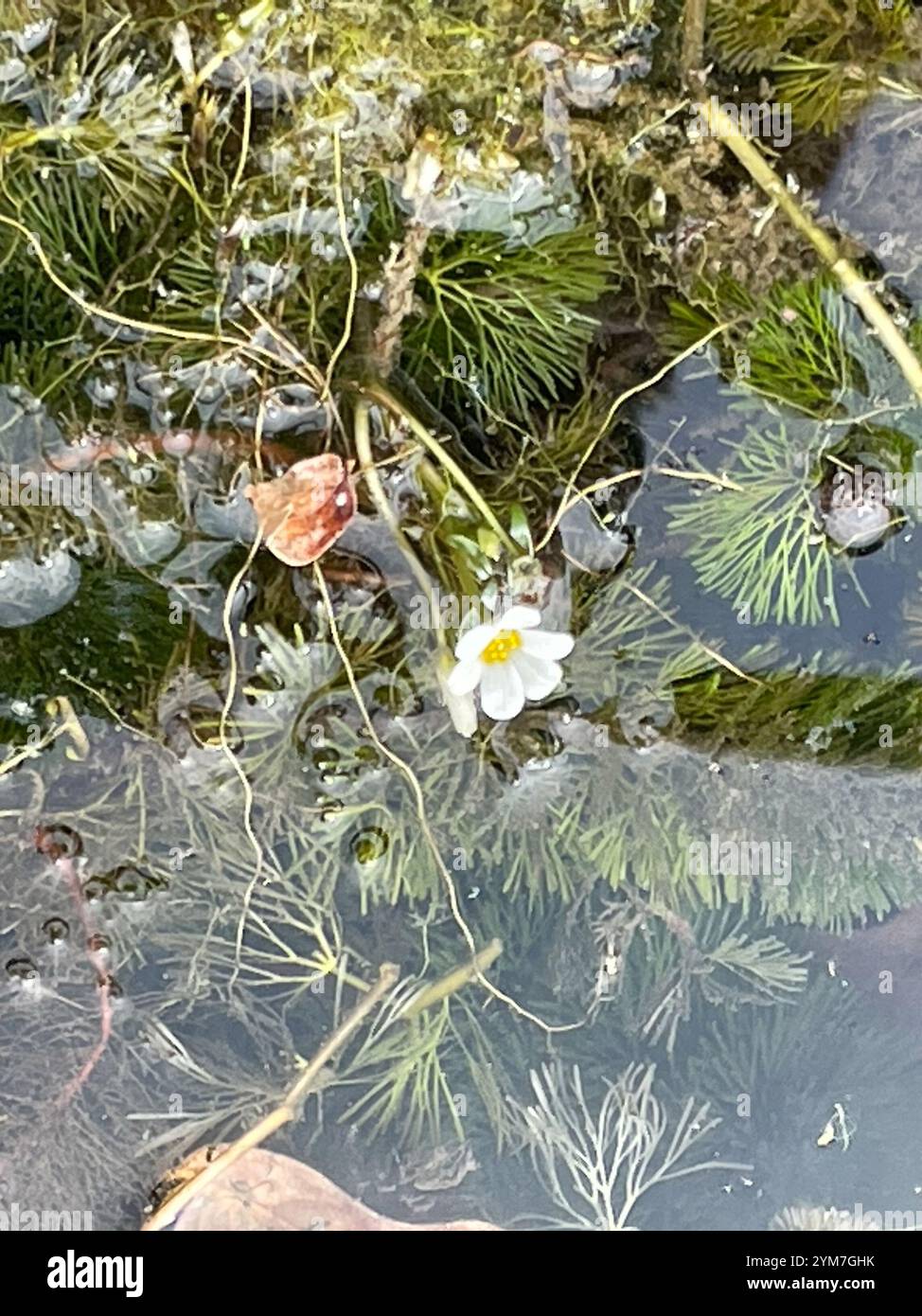 Carolina fanwort hi-res stock photography and images - Alamy