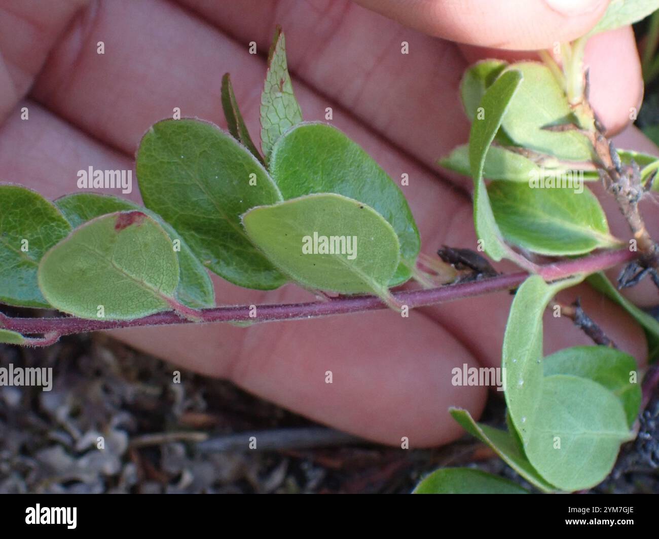 alpine bearberry (Arctous alpina Stock Photo - Alamy