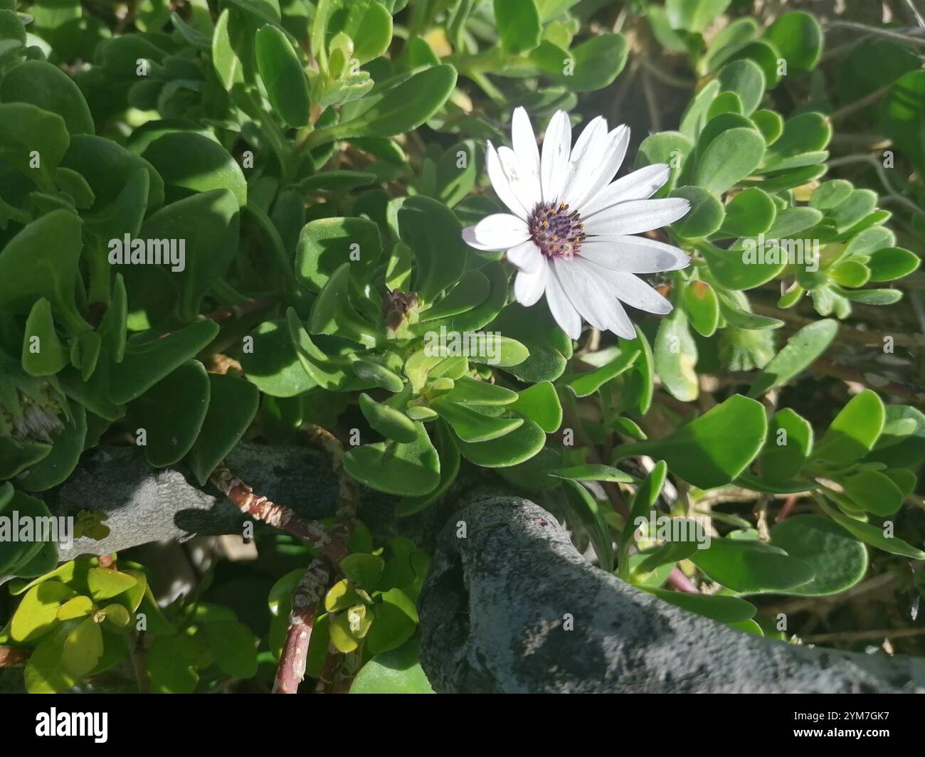 Dimorphotheca fruticosa hi-res stock photography and images - Alamy