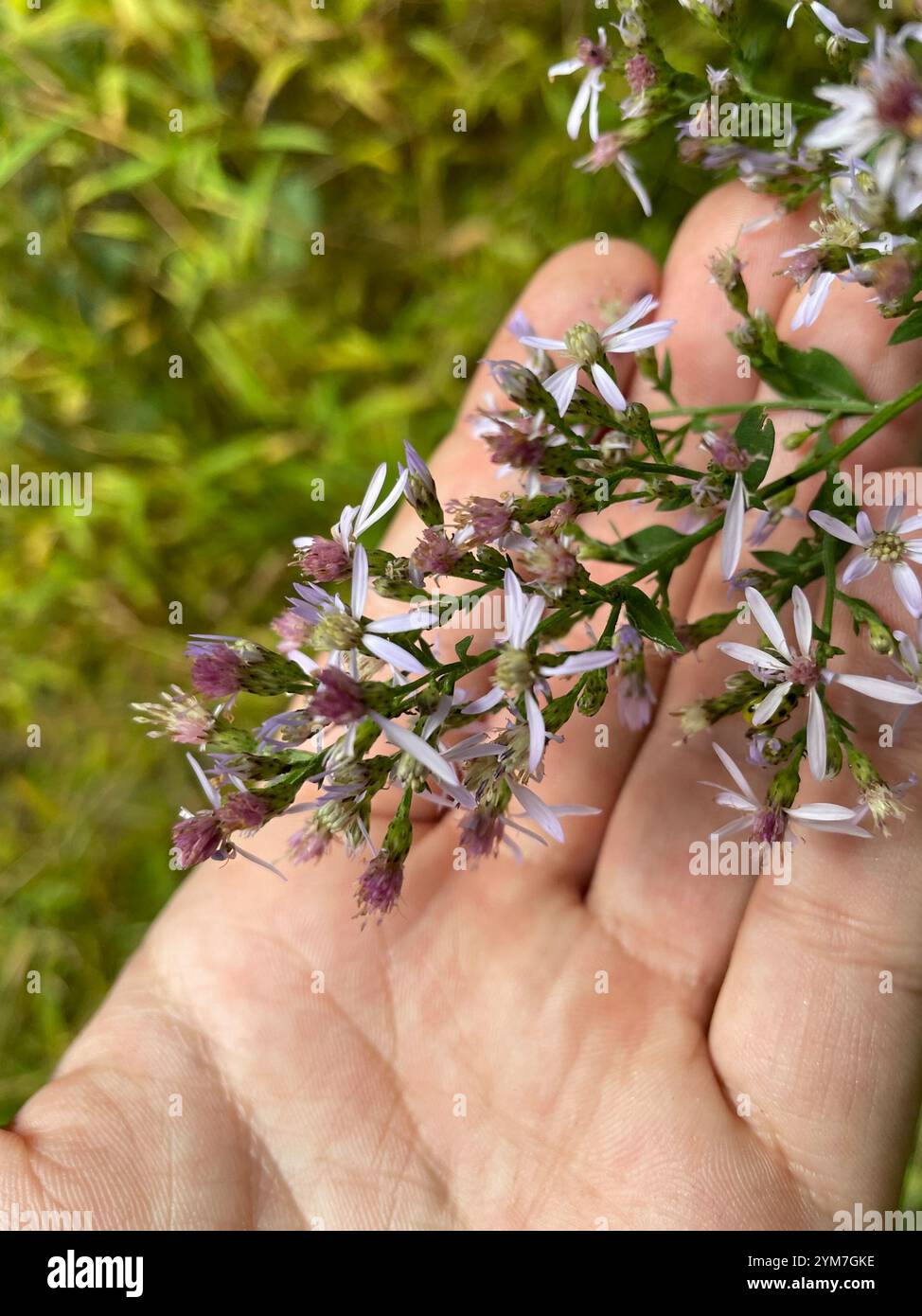 Common Blue Wood Aster (Symphyotrichum cordifolium Stock Photo - Alamy