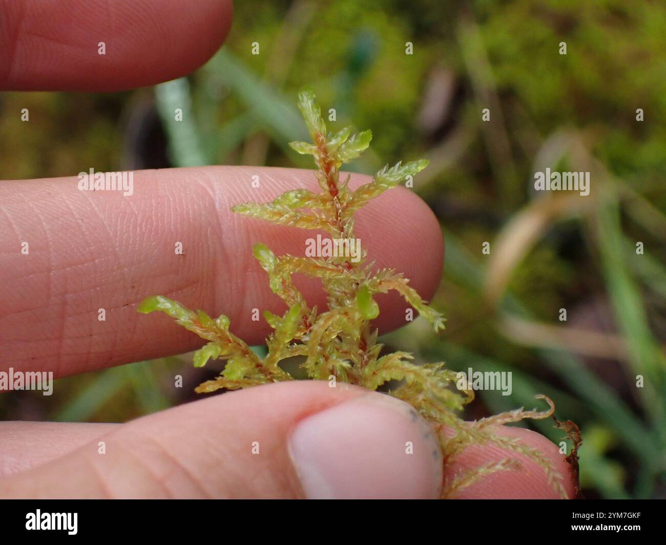 Red-stemmed Feather Moss (Pleurozium schreberi Stock Photo - Alamy