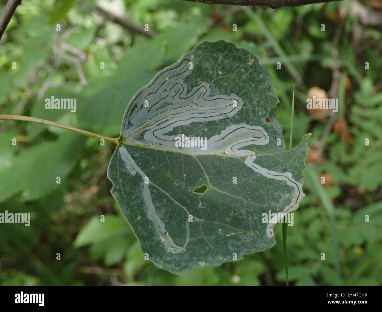 Aspen Serpentine Leafminer Moth (Phyllocnistis populiella Stock Photo ...