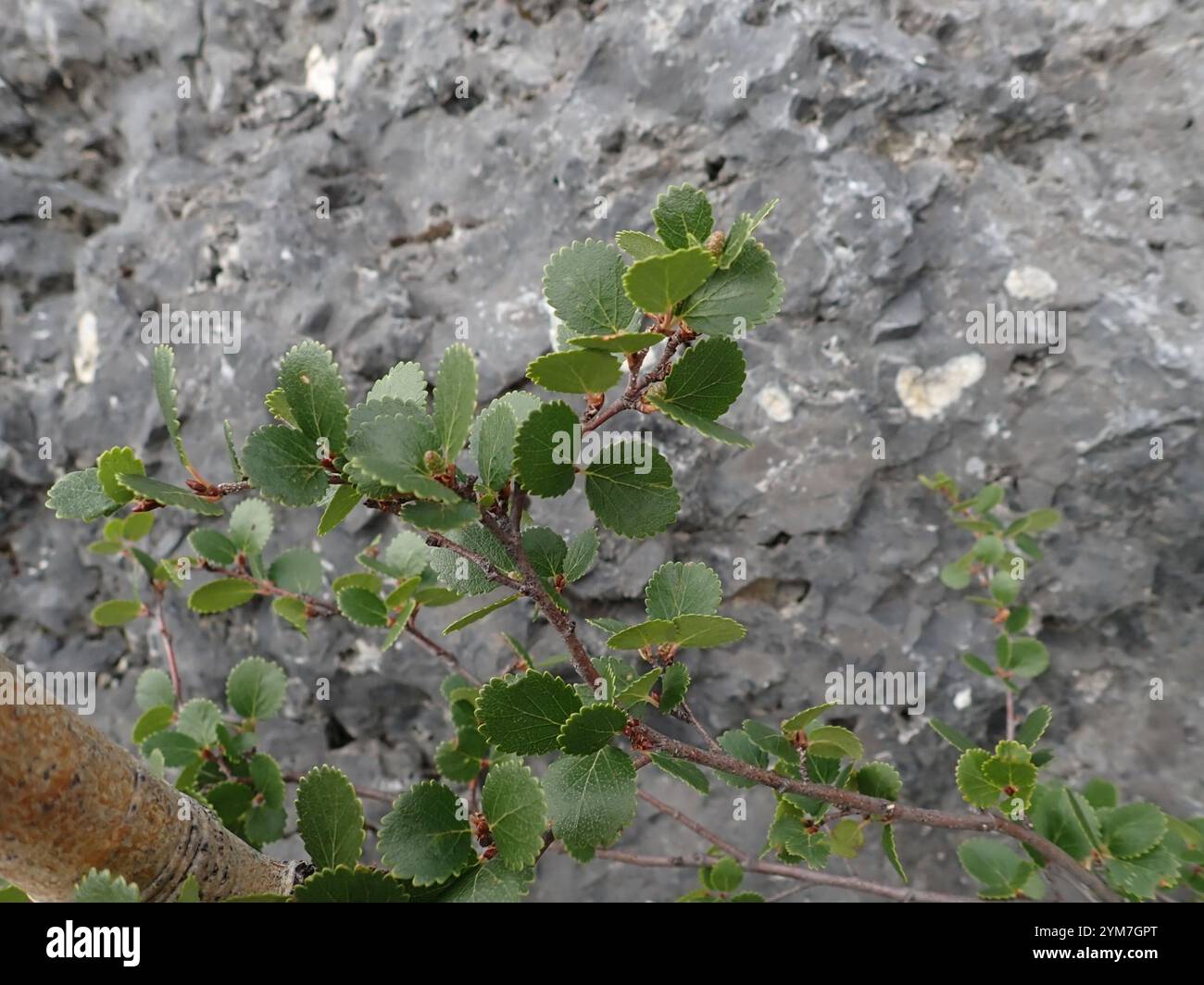 dwarf resin birch (Betula glandulosa Stock Photo - Alamy