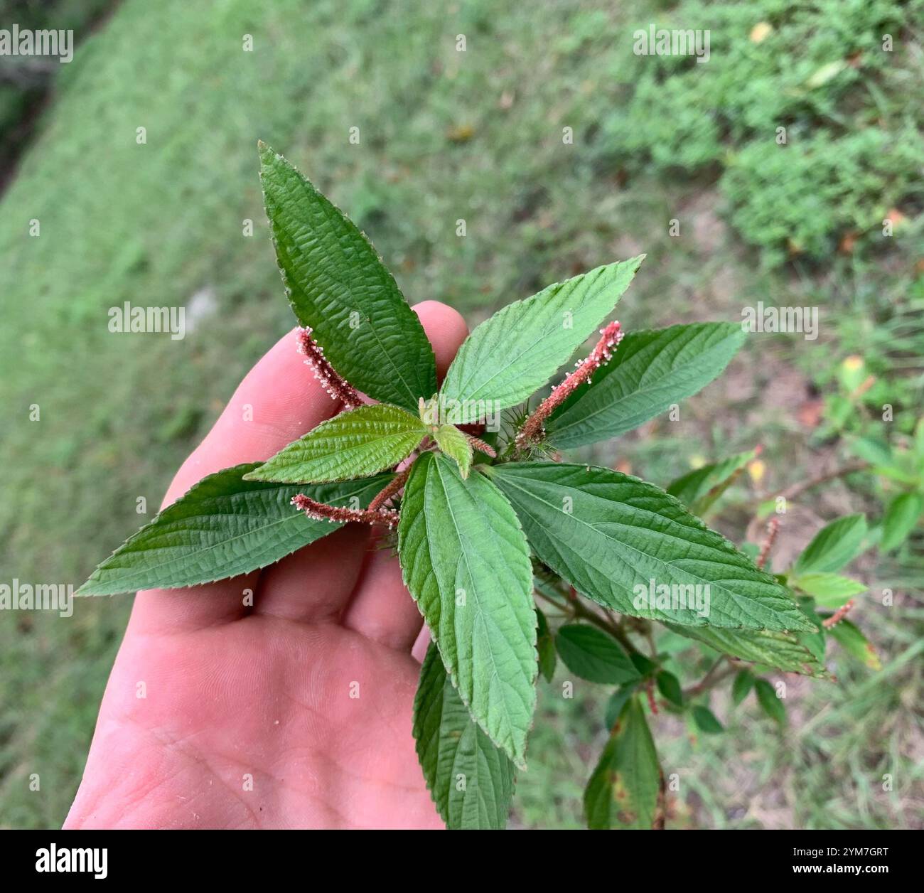 Field Copperleaf (Acalypha arvensis Stock Photo - Alamy