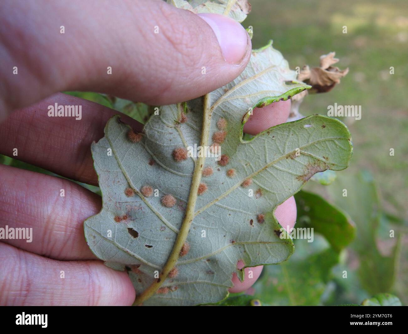 oak flake gall wasp (Neuroterus quercusverrucarum Stock Photo - Alamy