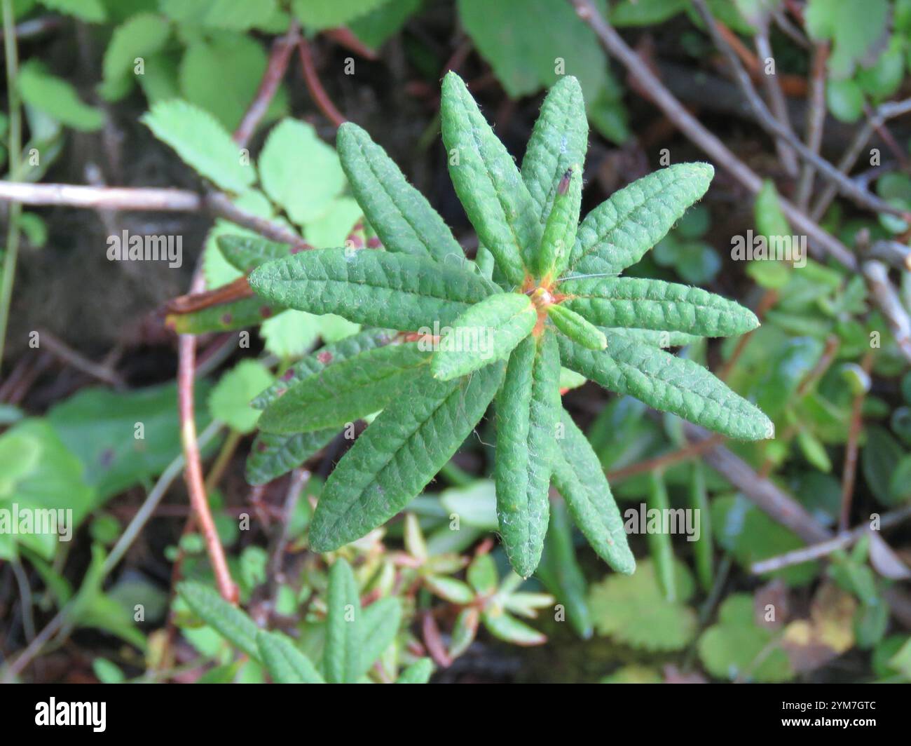 Bog Labrador Tea (Rhododendron groenlandicum Stock Photo - Alamy