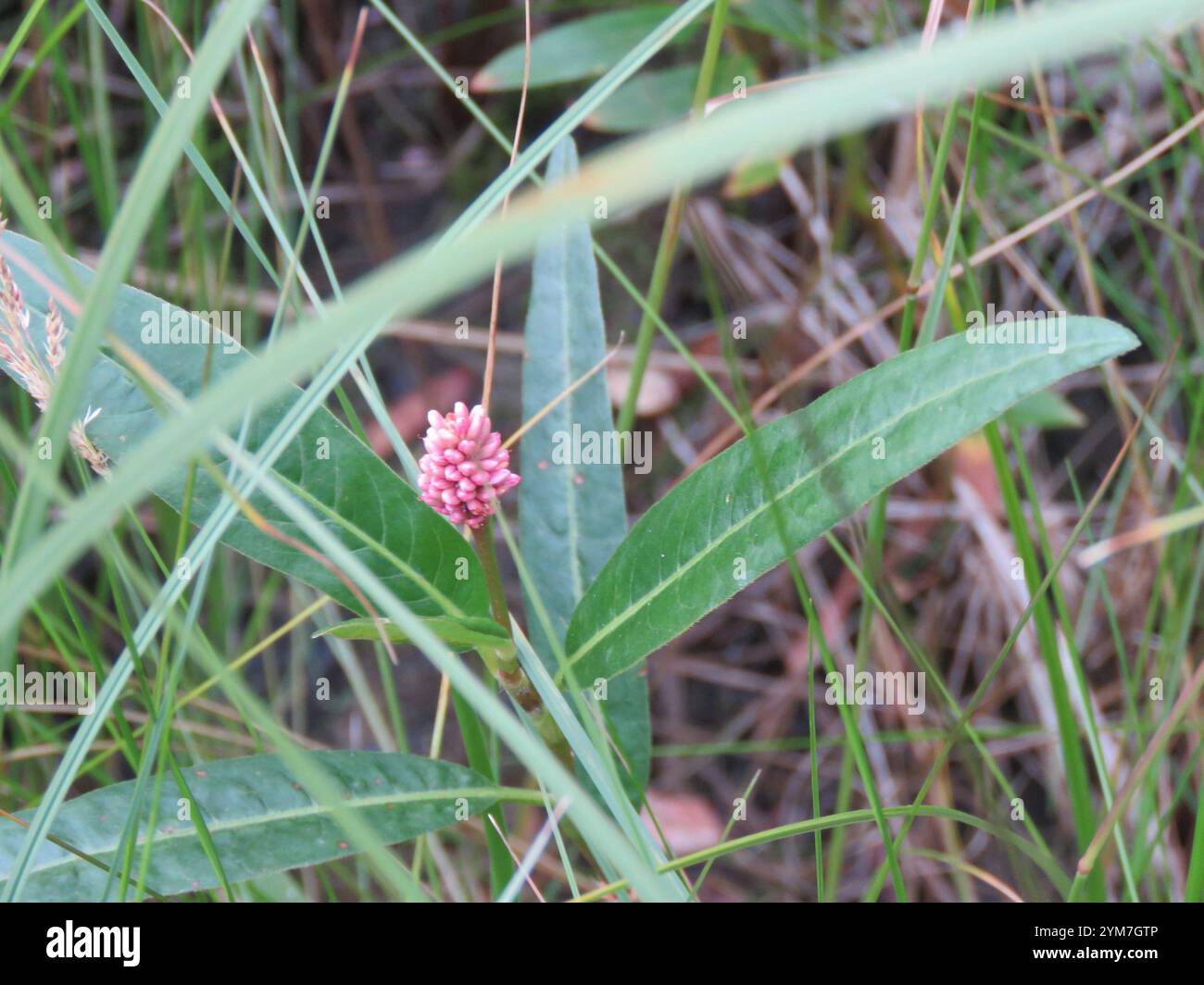 water smartweed (Persicaria amphibia Stock Photo - Alamy