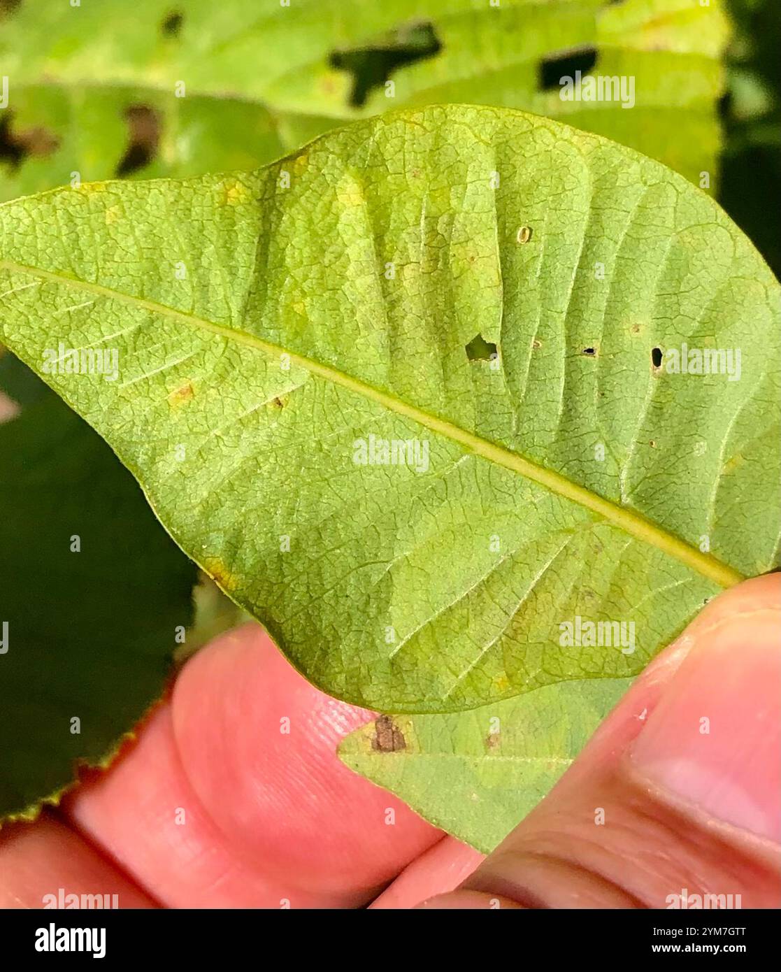 Aberrans hi-res stock photography and images - Alamy