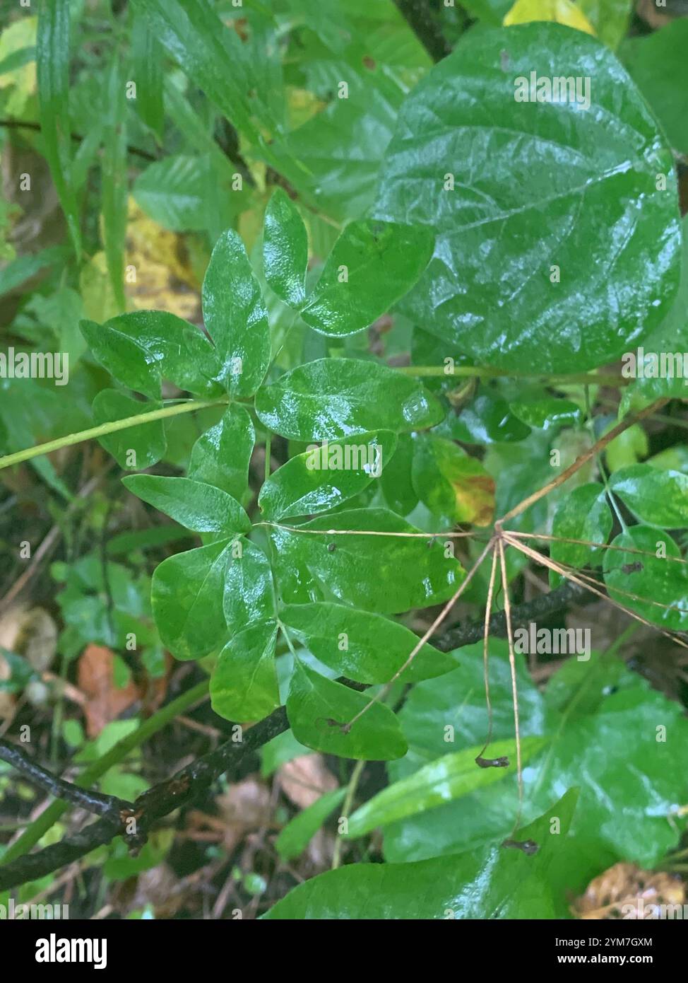 yellow pimpernel (Taenidia integerrima Stock Photo - Alamy