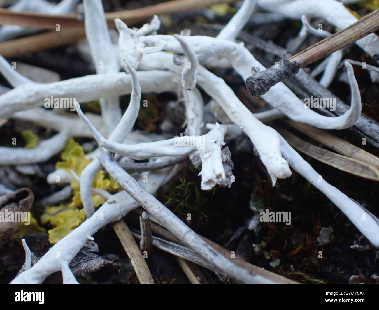 Whiteworm Lichen (Thamnolia vermicularis Stock Photo - Alamy
