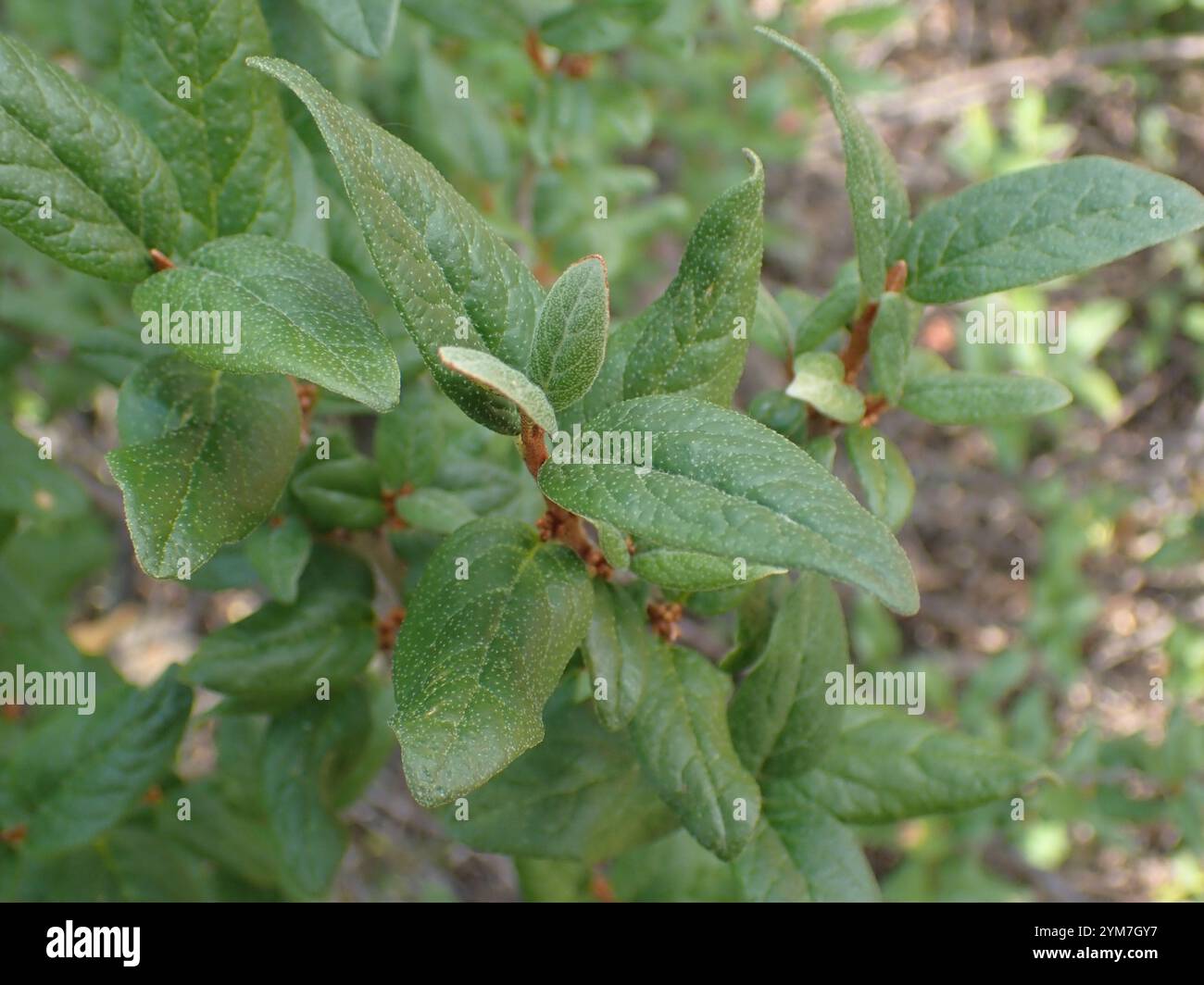 Canadian buffalo-berry (Shepherdia canadensis Stock Photo - Alamy