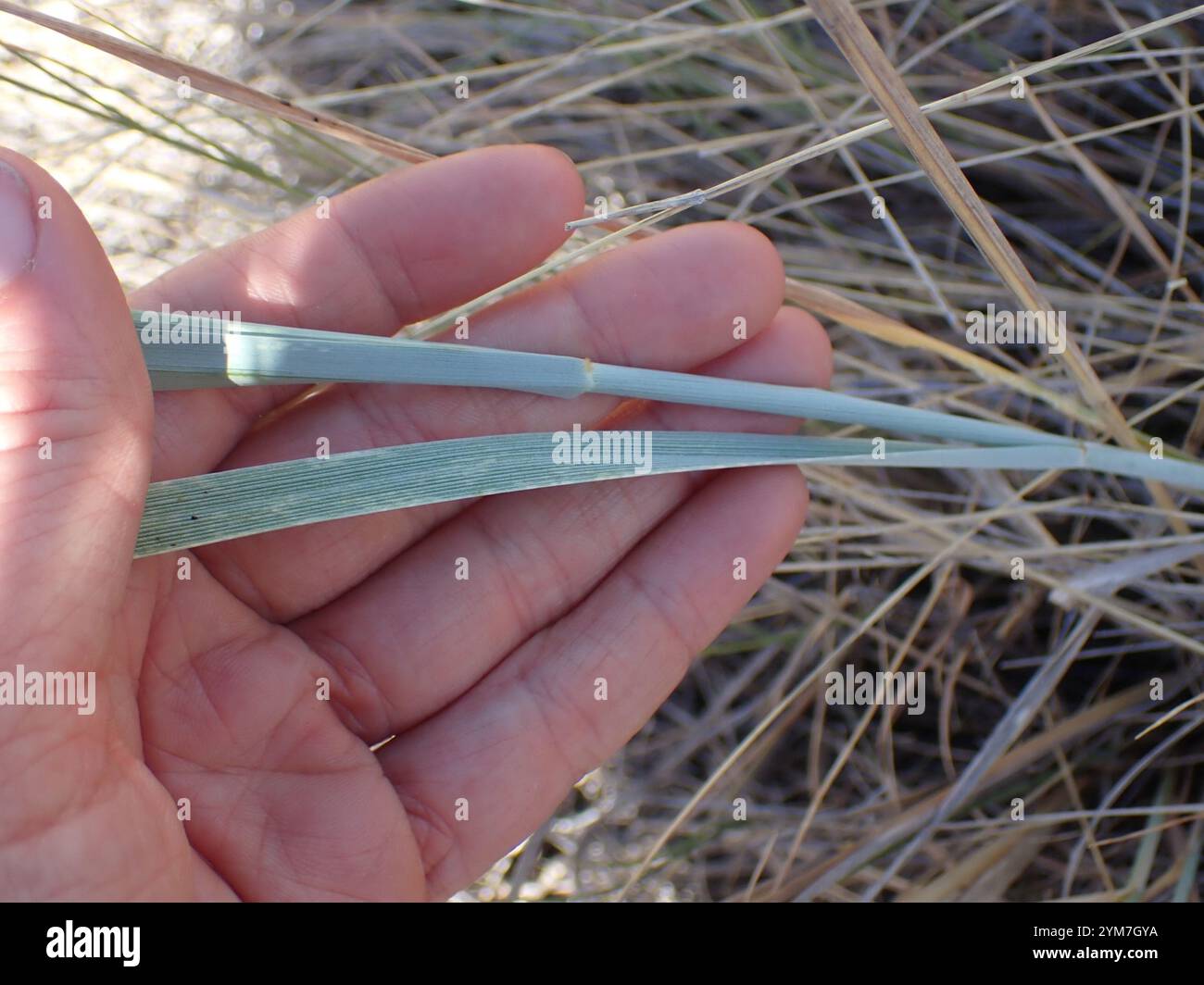 Leymus cinereus hi-res stock photography and images - Alamy