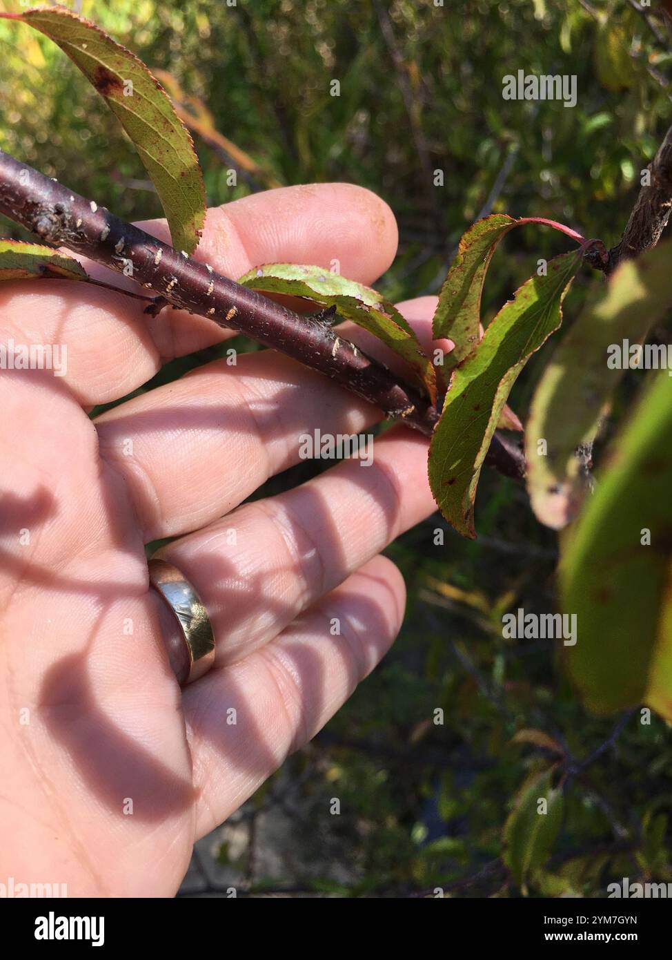 Chickasaw plum (Prunus angustifolia Stock Photo - Alamy
