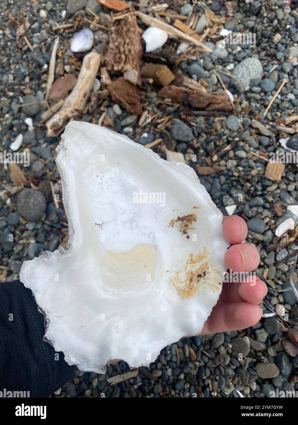Pacific Oyster (Magallana gigas Stock Photo - Alamy