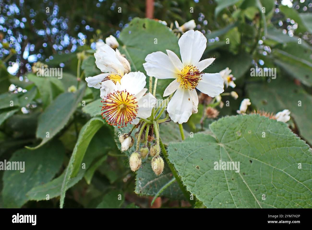 African hemp sparrmannia africana hi-res stock photography and images ...