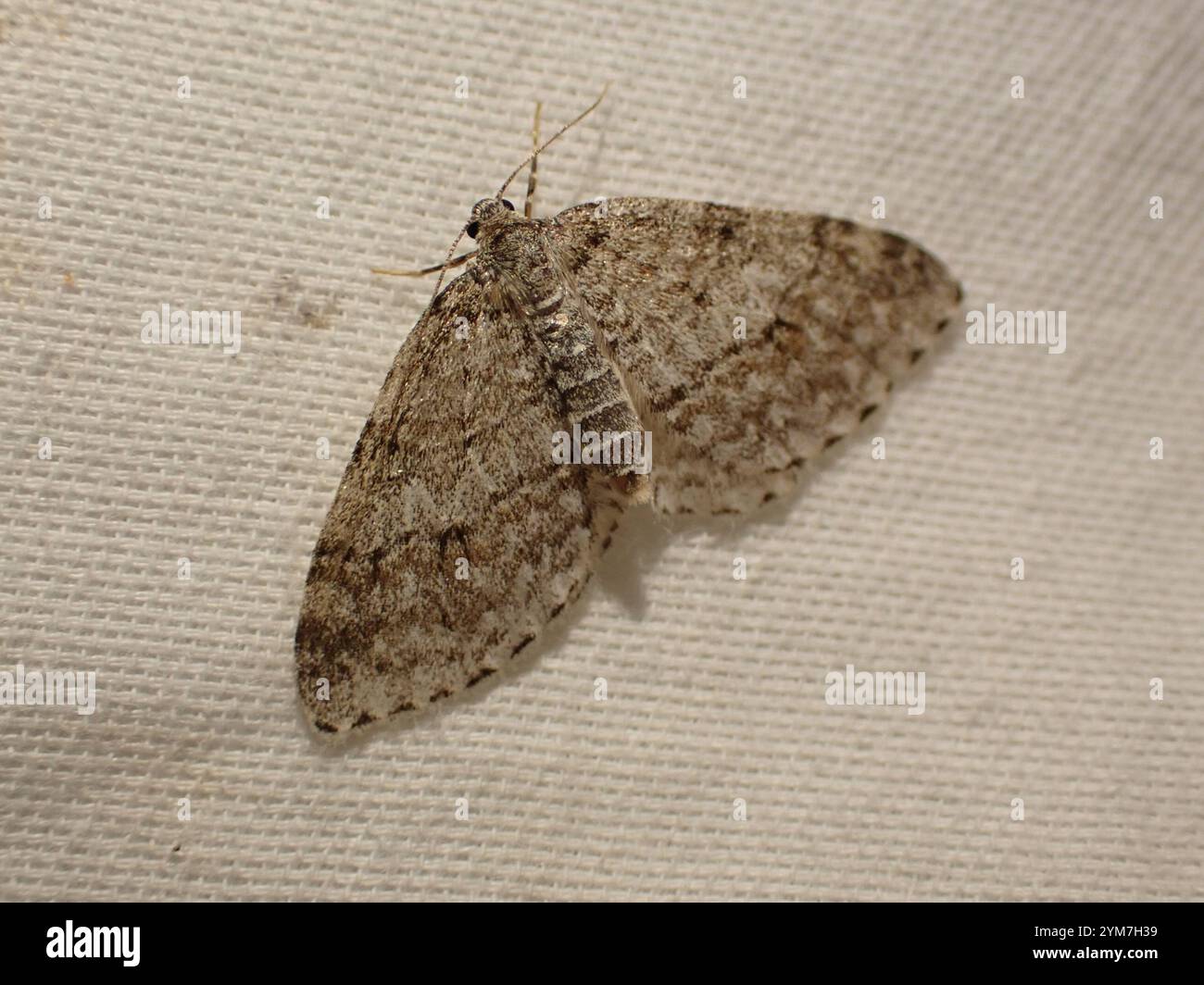 Welsh Wave Moth (Venusia cambrica Stock Photo - Alamy