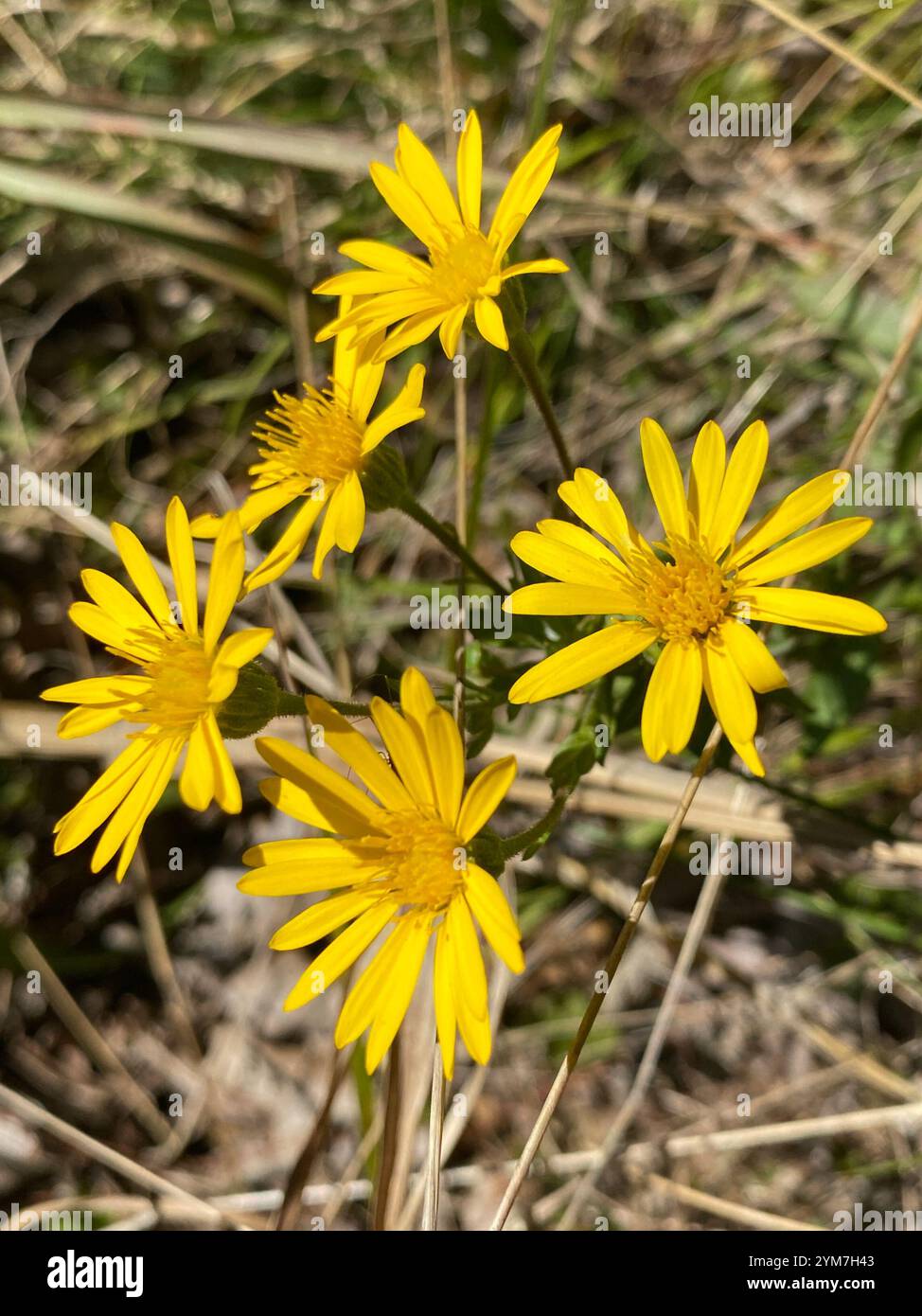 Maryland golden-aster (Chrysopsis mariana Stock Photo - Alamy