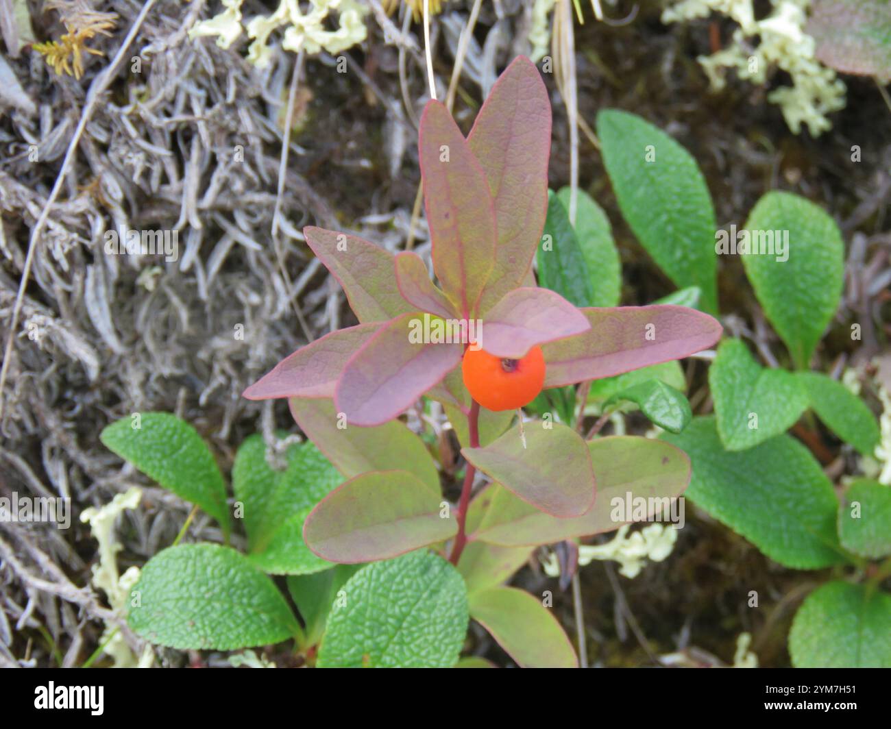 Northern Comandra (Geocaulon lividum Stock Photo - Alamy