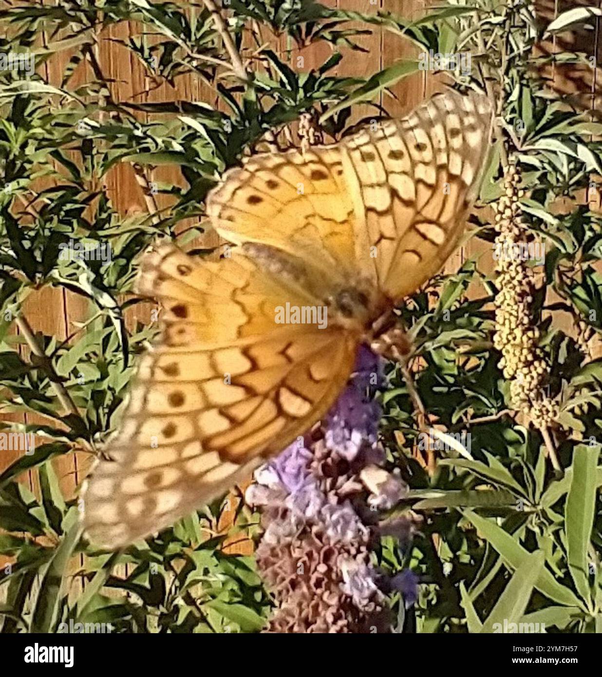 Variegated Fritillary (Euptoieta claudia Stock Photo - Alamy