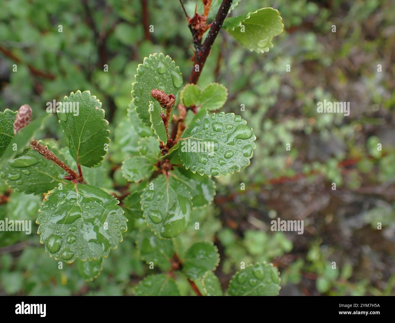 dwarf resin birch (Betula glandulosa Stock Photo - Alamy