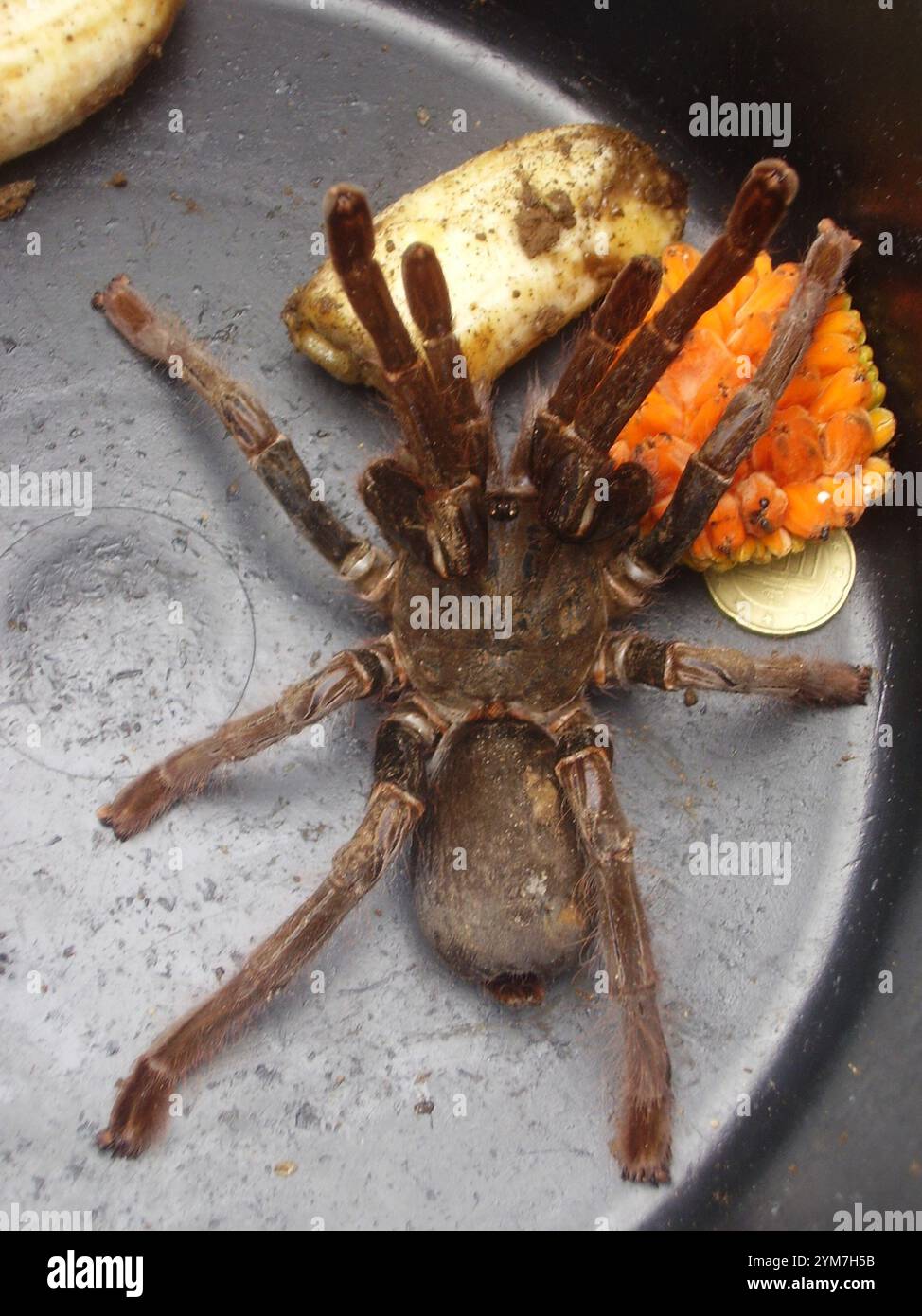 São Tomé Giant Baboon Spider (Hysterocrates scepticus Stock Photo - Alamy