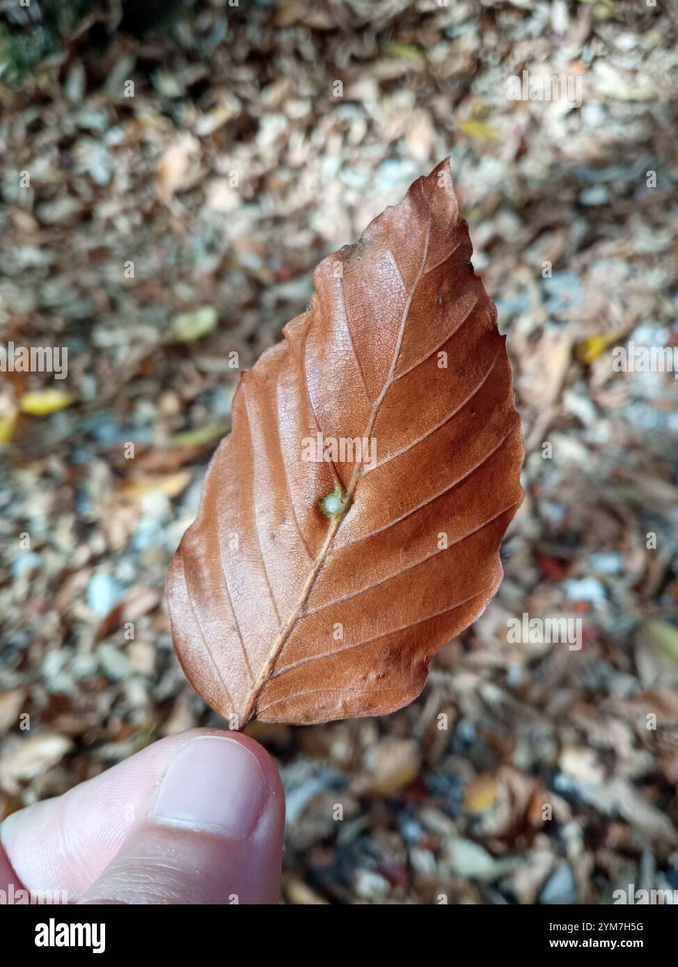 Beech Gall Midge (Mikiola fagi Stock Photo - Alamy