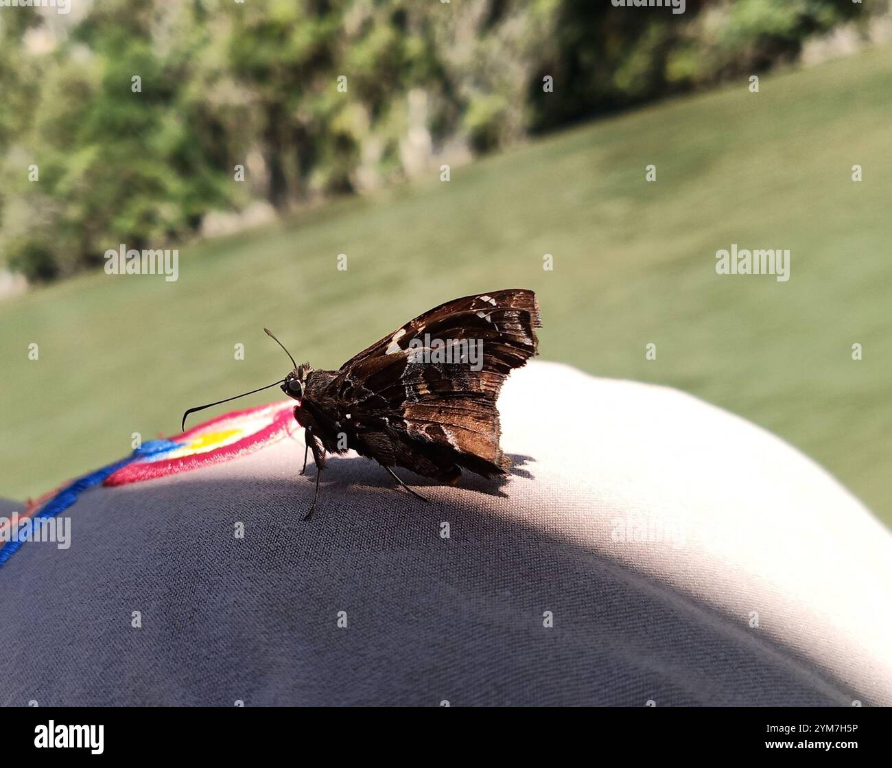 Falcate Skipper (Spathilepia clonius Stock Photo - Alamy