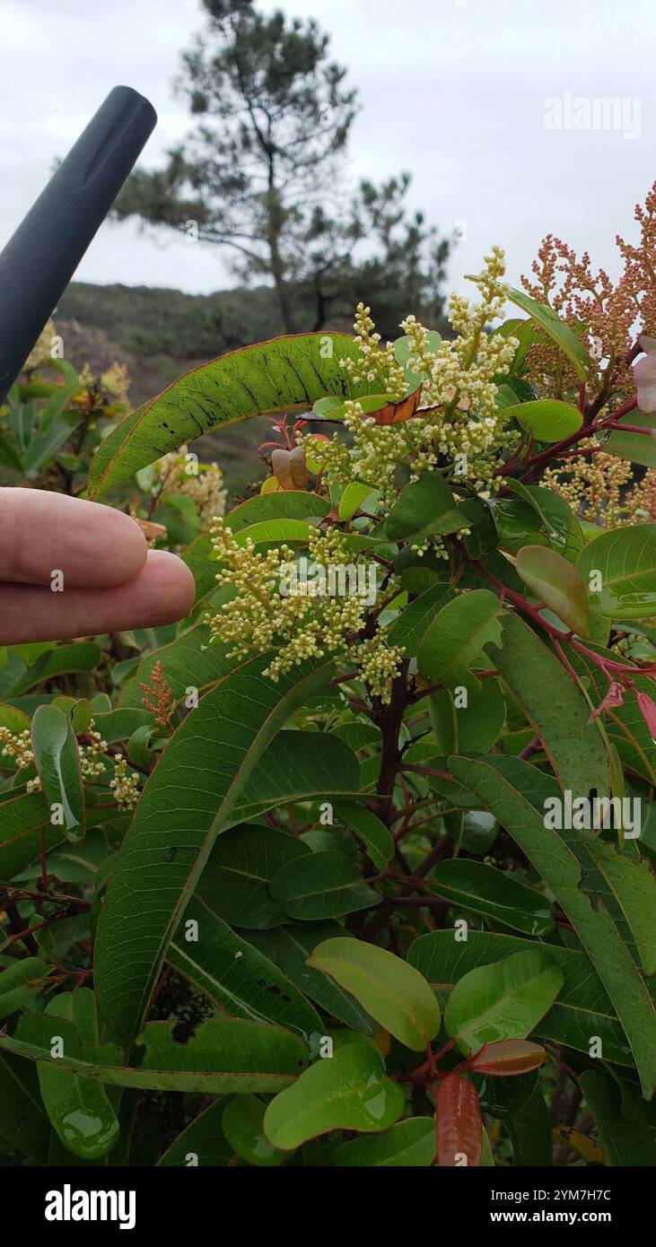 laurel sumac (Malosma laurina Stock Photo - Alamy