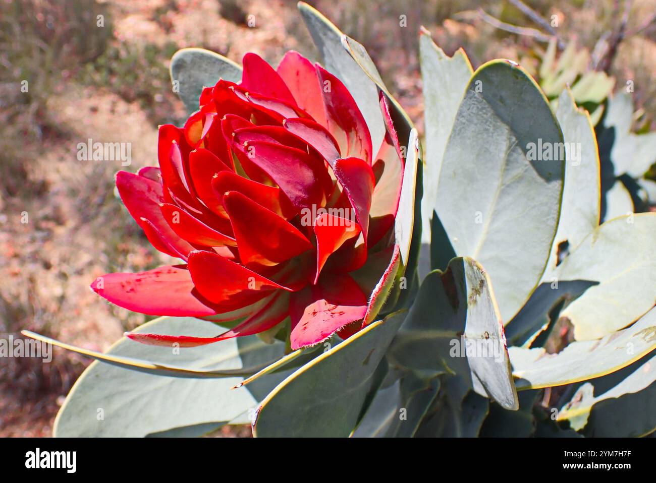 Wagon Tree (Protea nitida Stock Photo - Alamy