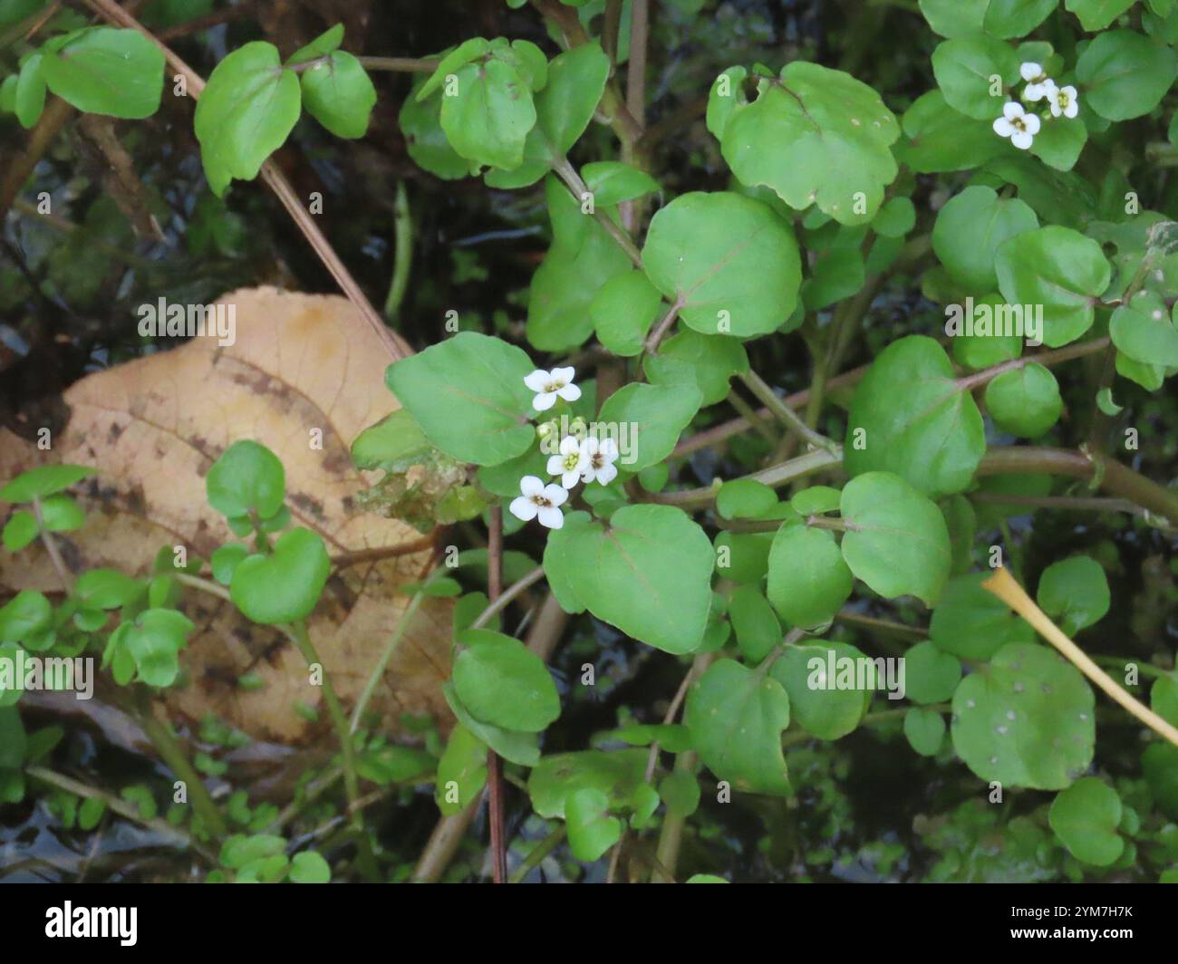 watercress (Nasturtium officinale Stock Photo - Alamy