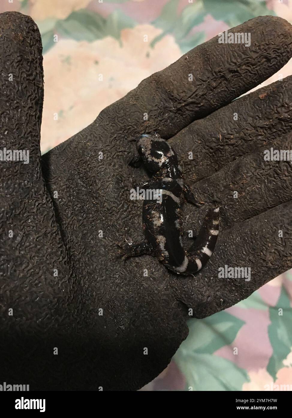 Marbled Salamander (Ambystoma opacum Stock Photo - Alamy
