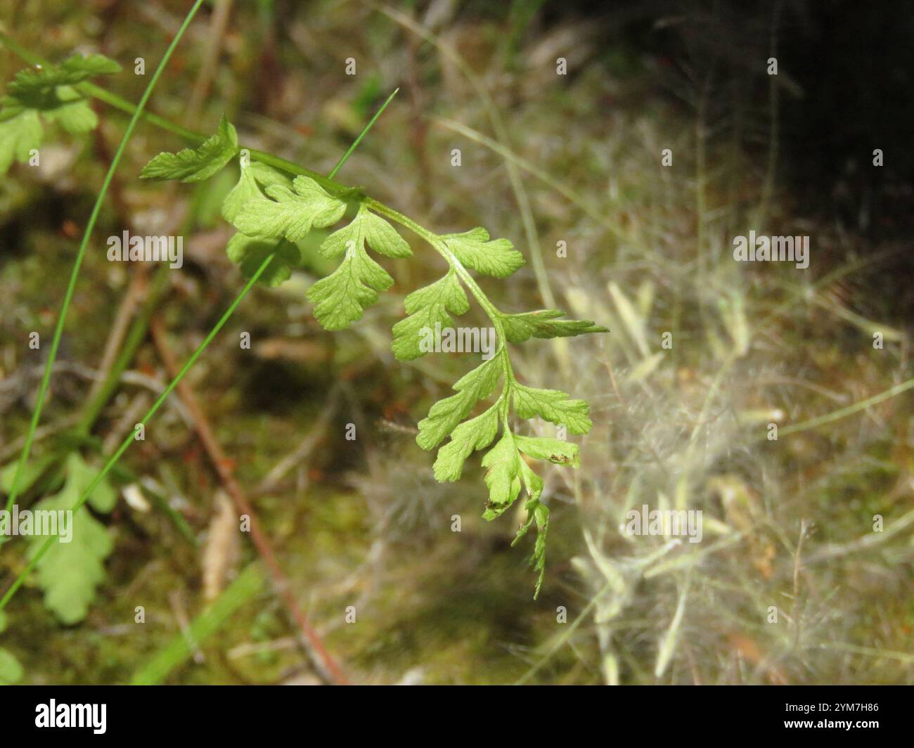 fragile ferns (Cystopteris Stock Photo - Alamy
