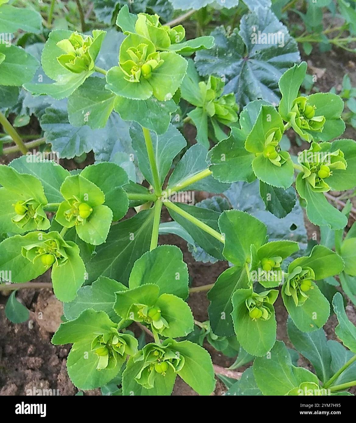 Sun spurge (Euphorbia helioscopia Stock Photo - Alamy