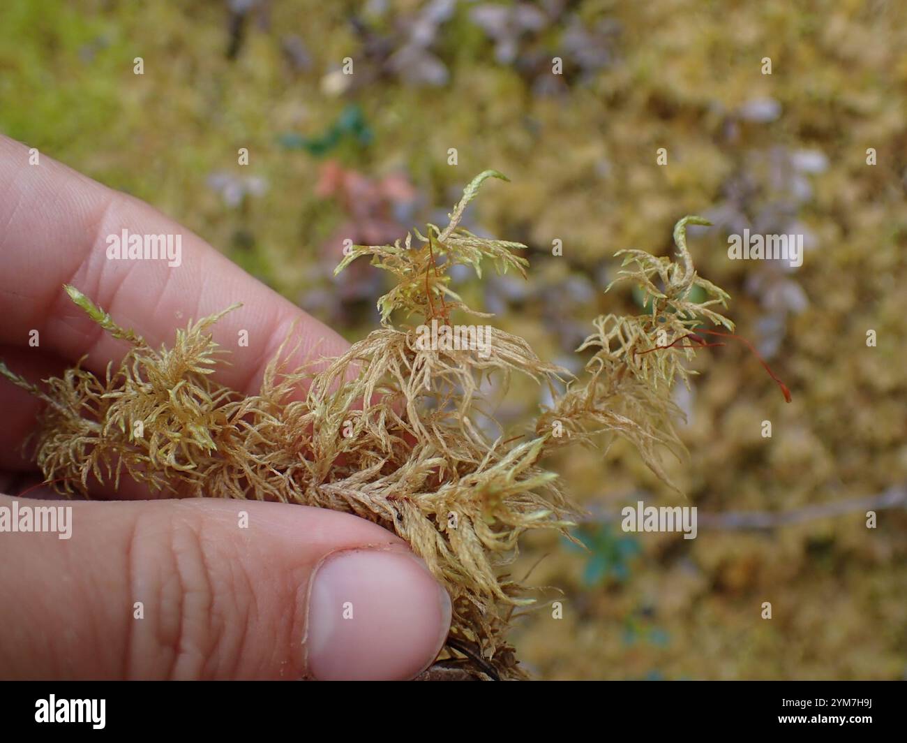 stairstep moss (Hylocomium splendens Stock Photo - Alamy