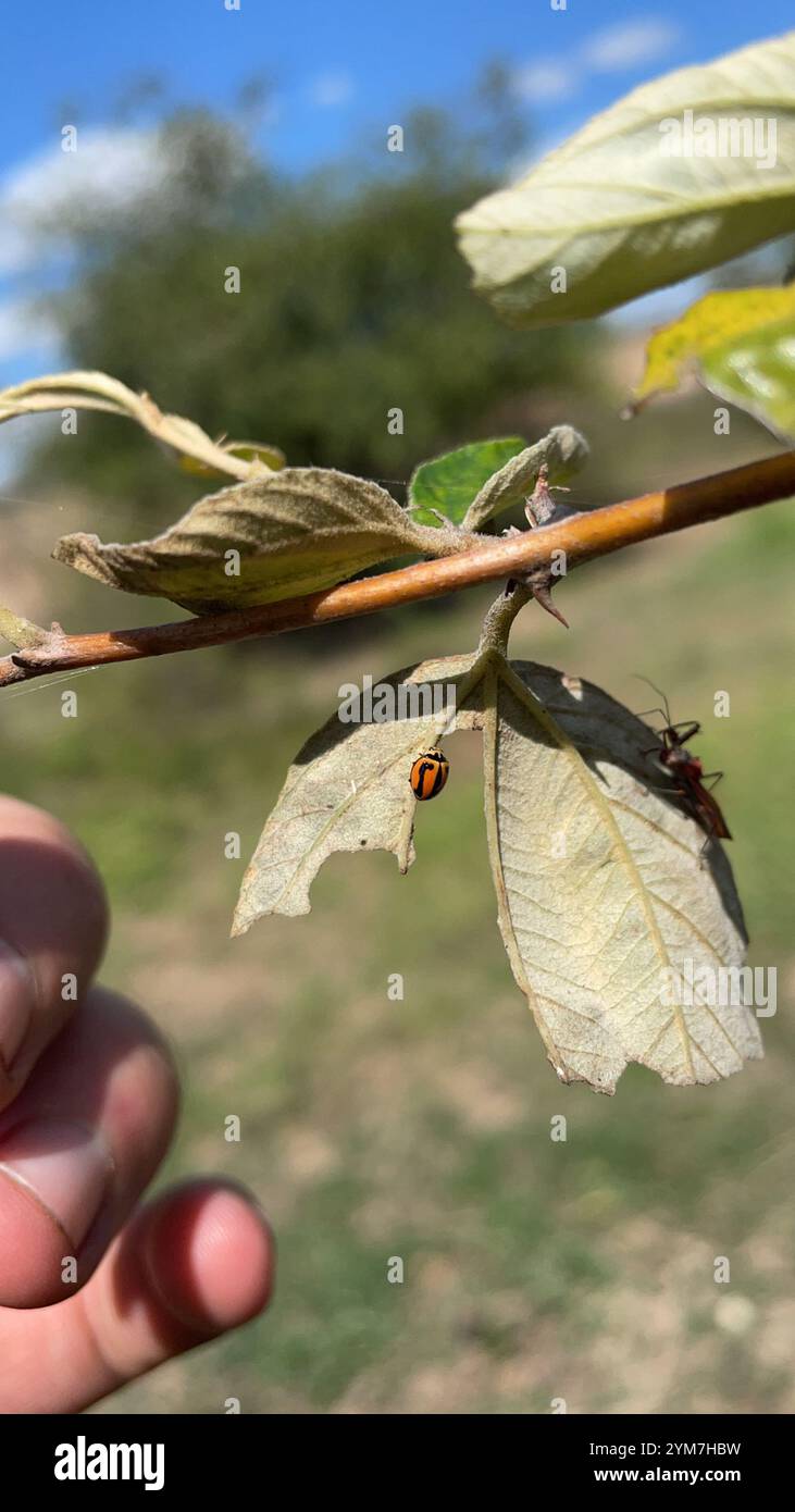 Striped Ladybird (Micraspis frenata Stock Photo - Alamy