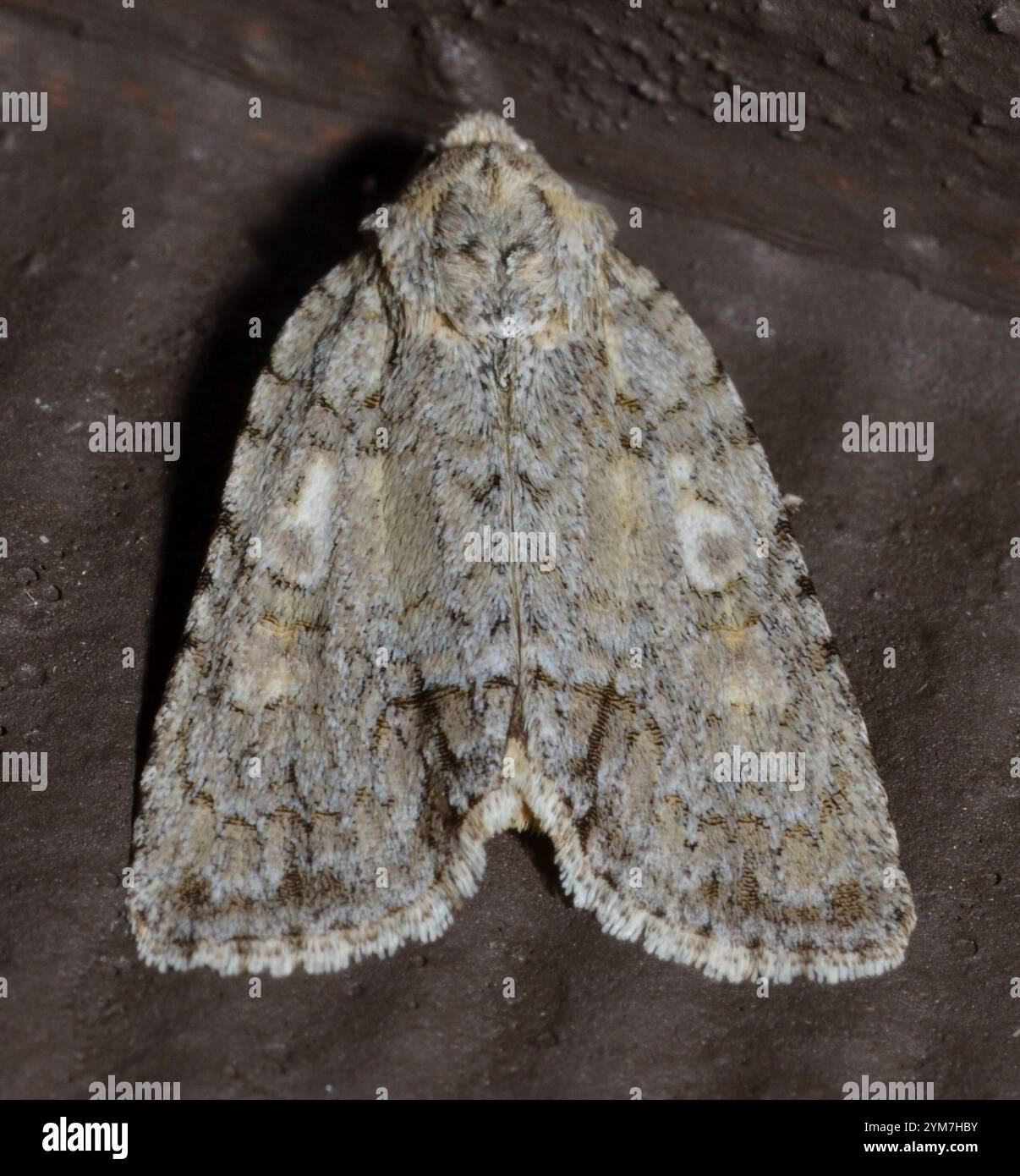 Medium Oak Dagger (Acronicta immodica Stock Photo - Alamy