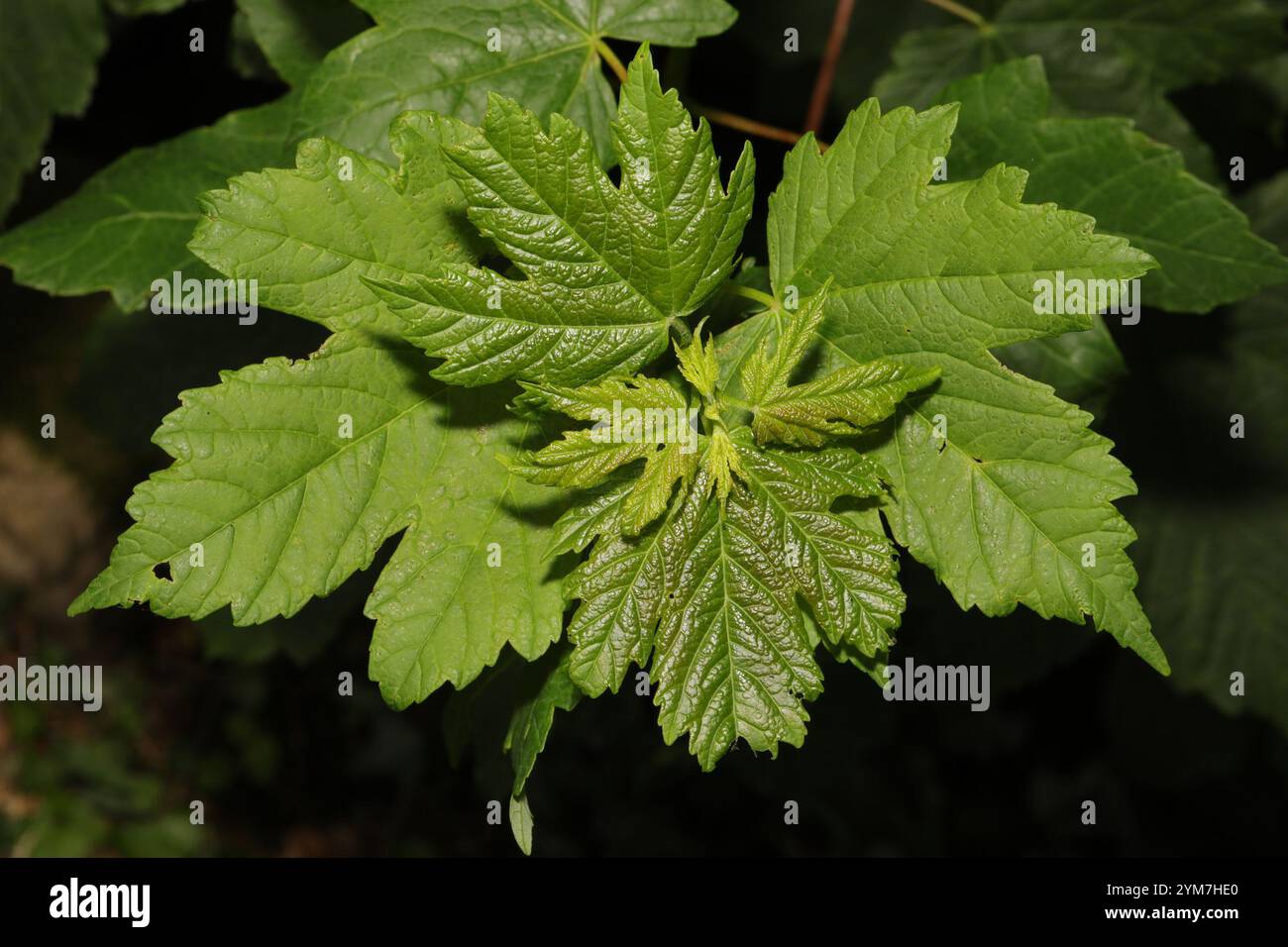 sycamore maple (Acer pseudoplatanus Stock Photo - Alamy