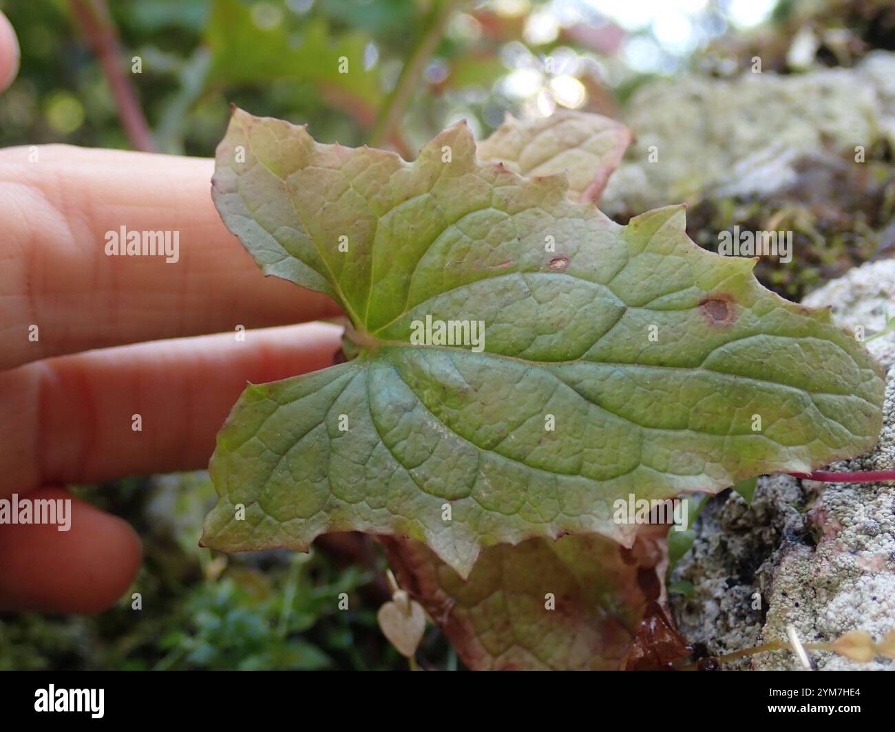 western rattlesnake root (Nabalus alatus Stock Photo - Alamy