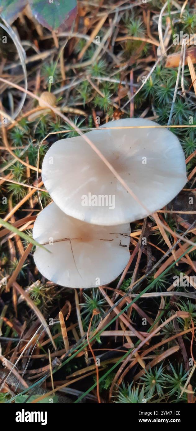 Fragrant Funnel (Clitocybe fragrans Stock Photo - Alamy